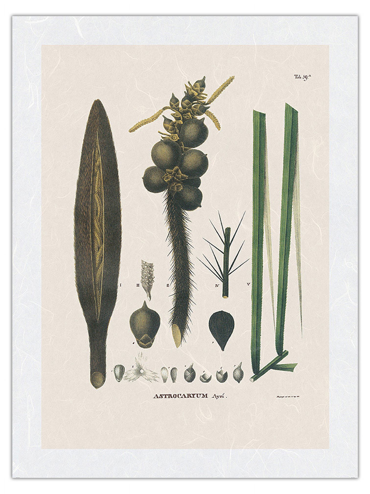 Corioco Palm Tree (Astrocaryum Gynacanthum) - Flower and Seed - Vintage ...