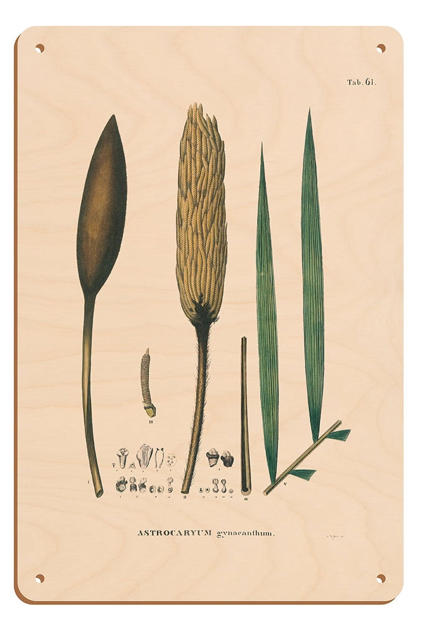 Corioco Palm Tree (Astrocaryum Gynacanthum) - Vintage Botanical ...