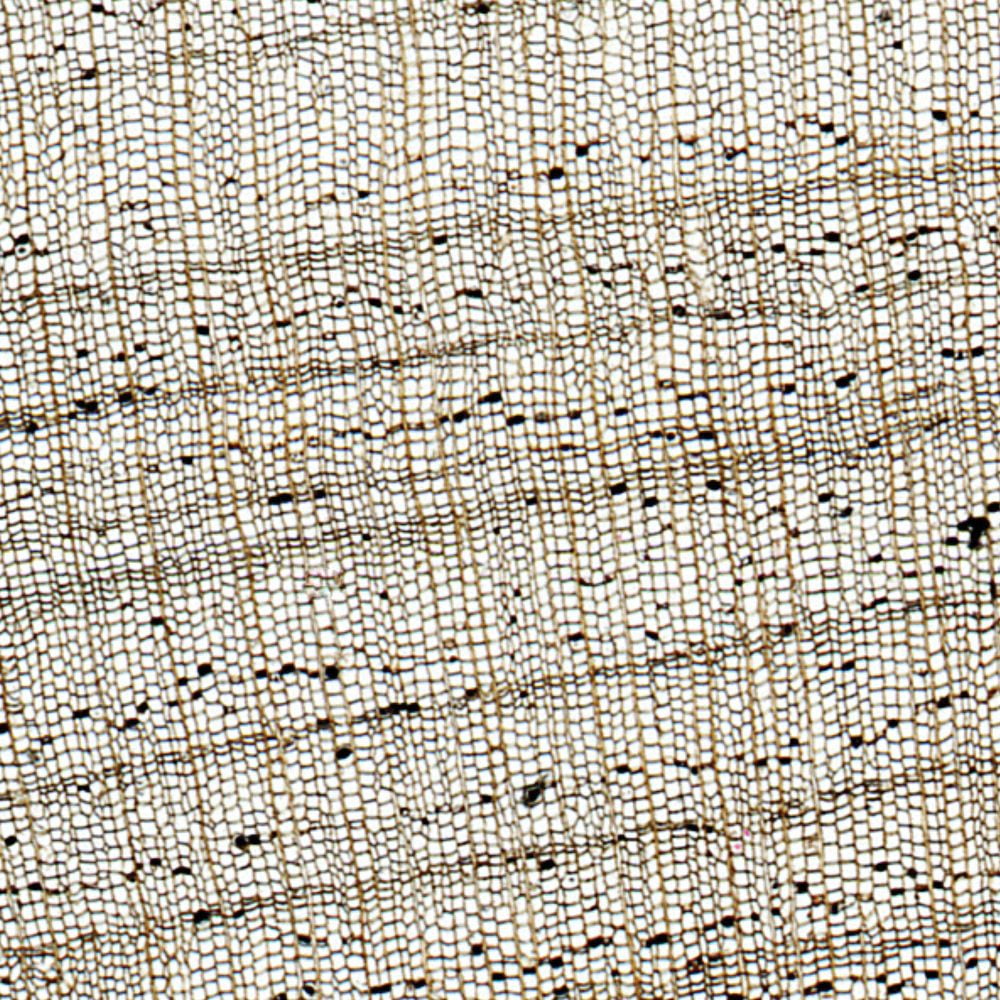 Cork, Sec., 20 Microscope Slide - Walmart.com