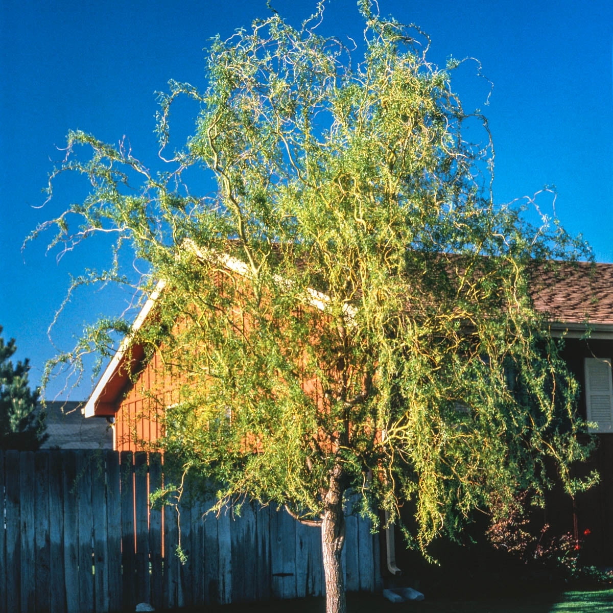 Corkscrew Willow Dormant Bare Root Tree, 1-Pack - Walmart.com