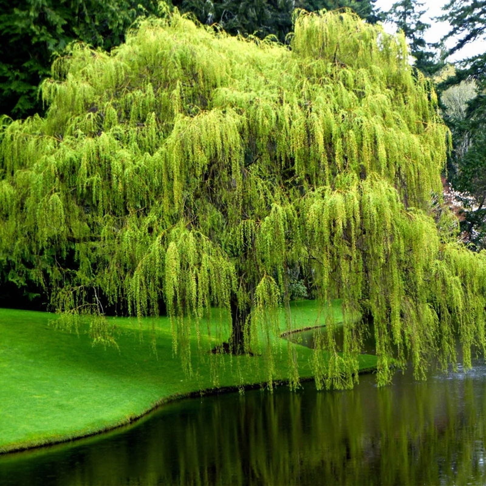 Corkscrew Willow Live Tree - 1 Gallon - Walmart.com