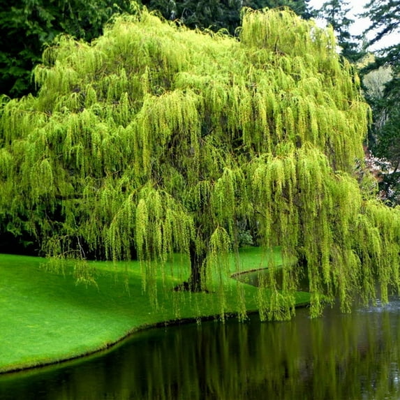 Corkscrew Willow Live Tree- 1 Gallon - Walmart.com