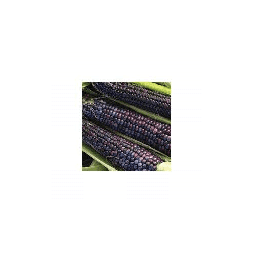 Corn Blue Hopi Ornamental Great Heirloom Vegetable by Seed Kingdom (1 ...