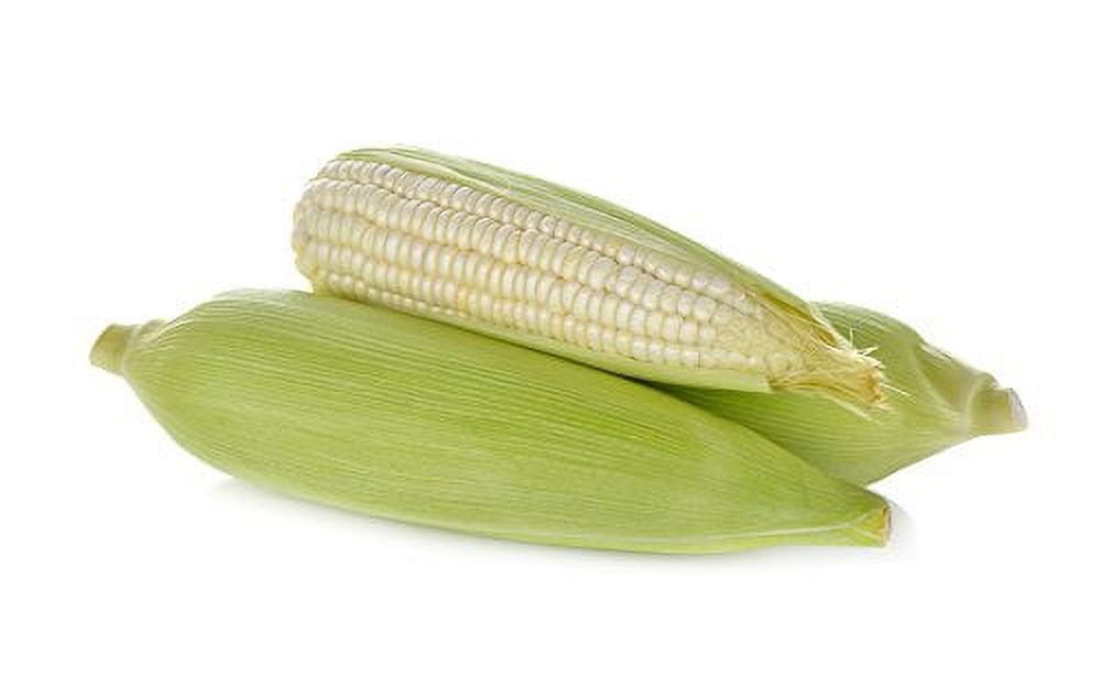 Seed Kingdom Country Gentleman White Corn Plant Seeds (50 Pack), Great ...