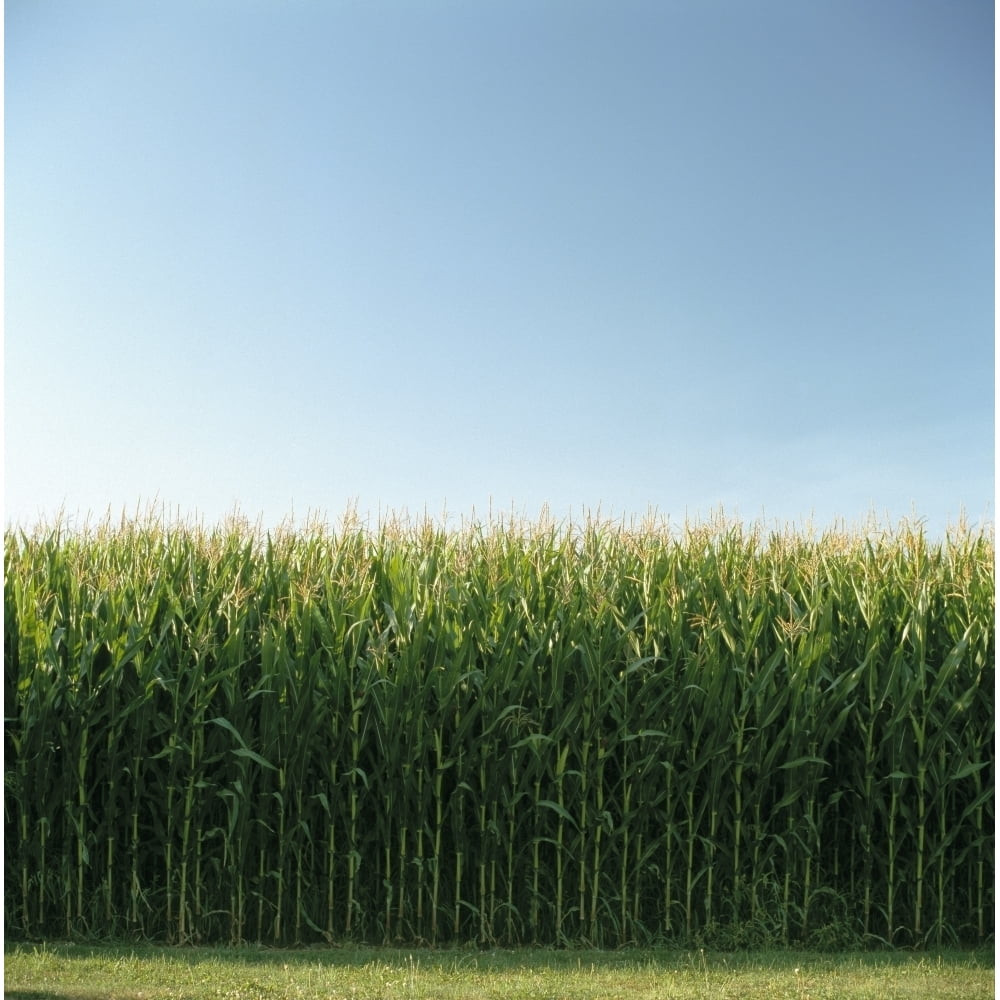 Corn Field And Sky Abbotsford British Columbia Poster Print - Walmart.com
