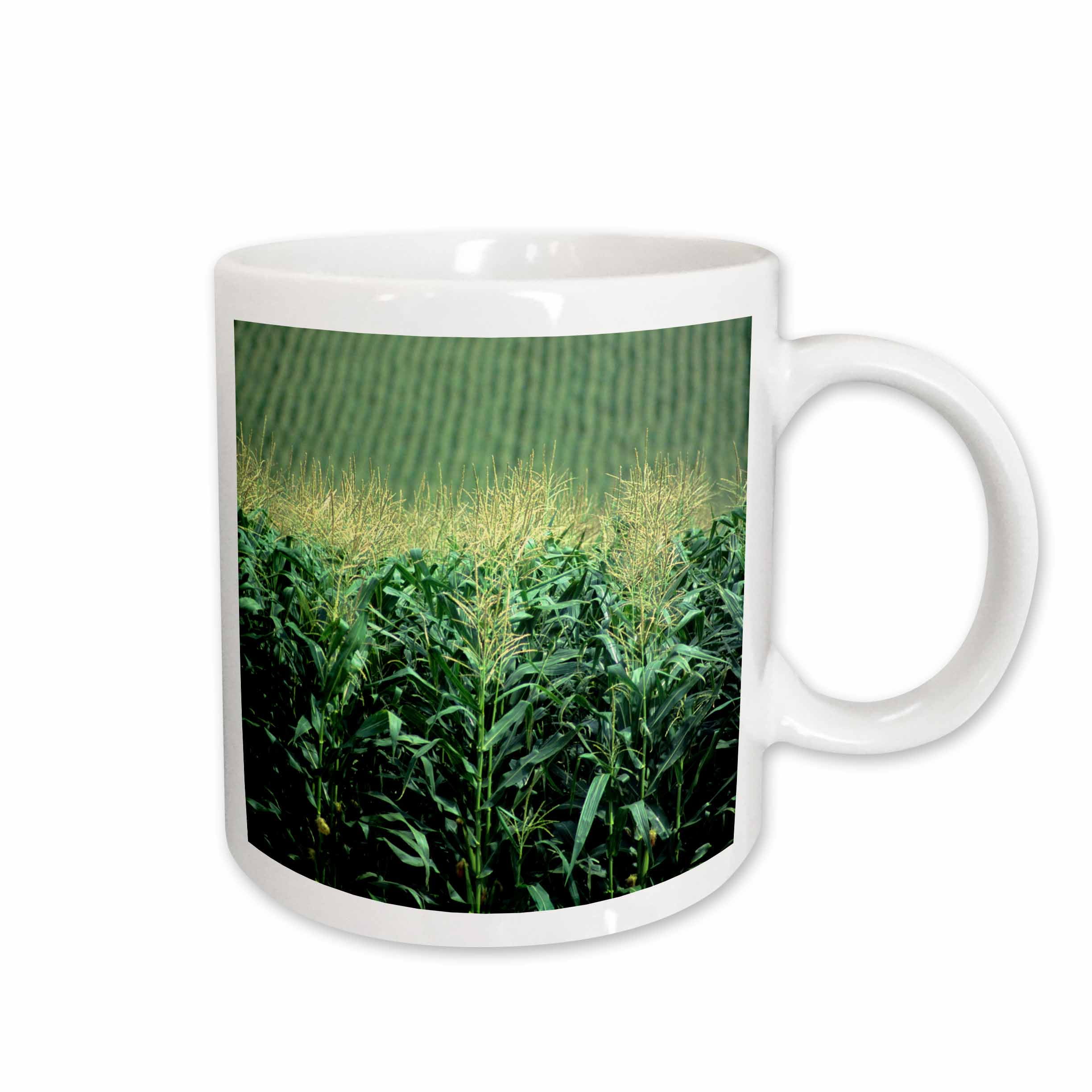3drose, Corn Field Crop, Agriculture, Farm - Li03 Dfr0085 - David R ...