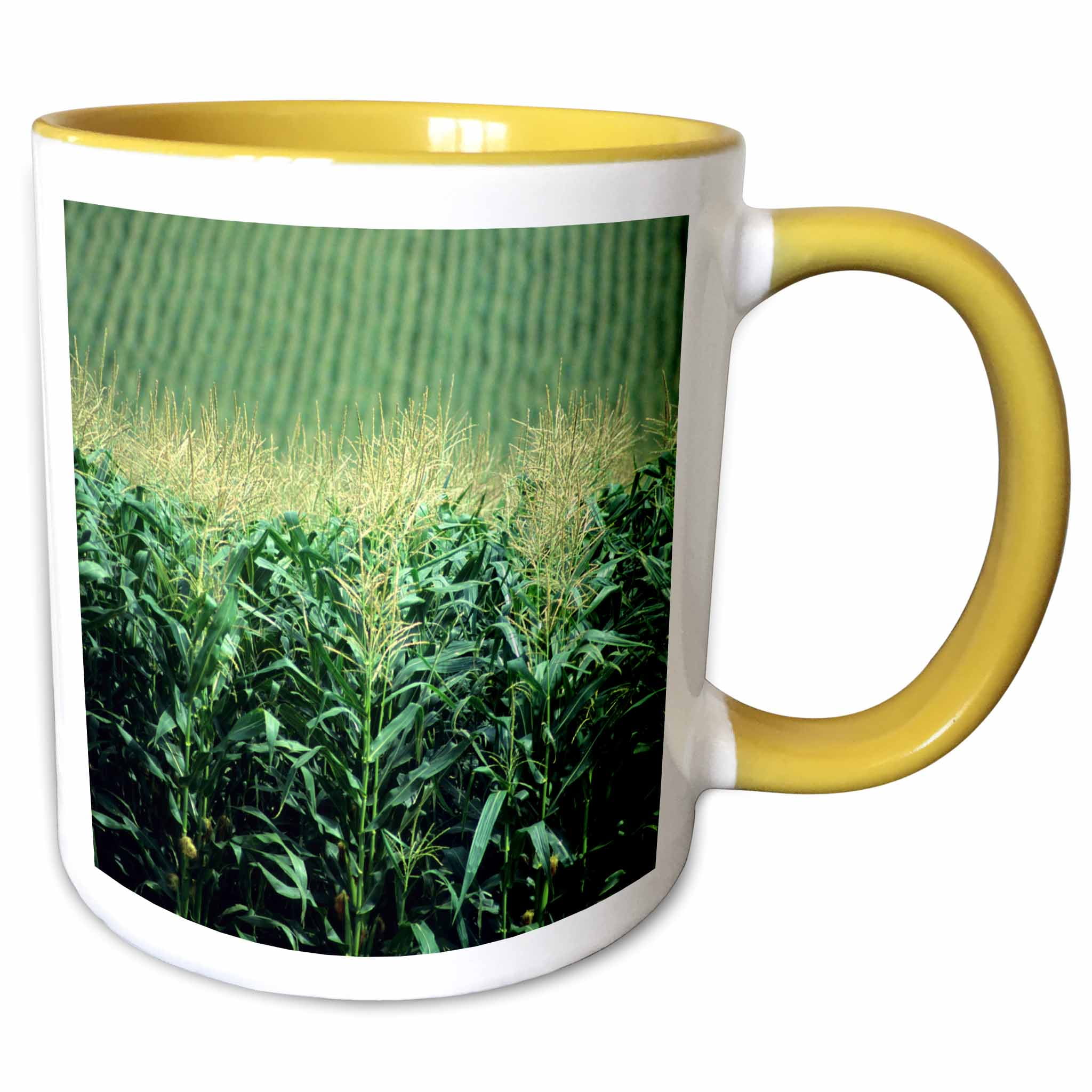 3drose, Corn Field Crop, Agriculture, Farm - Li03 Dfr0085 - David R ...
