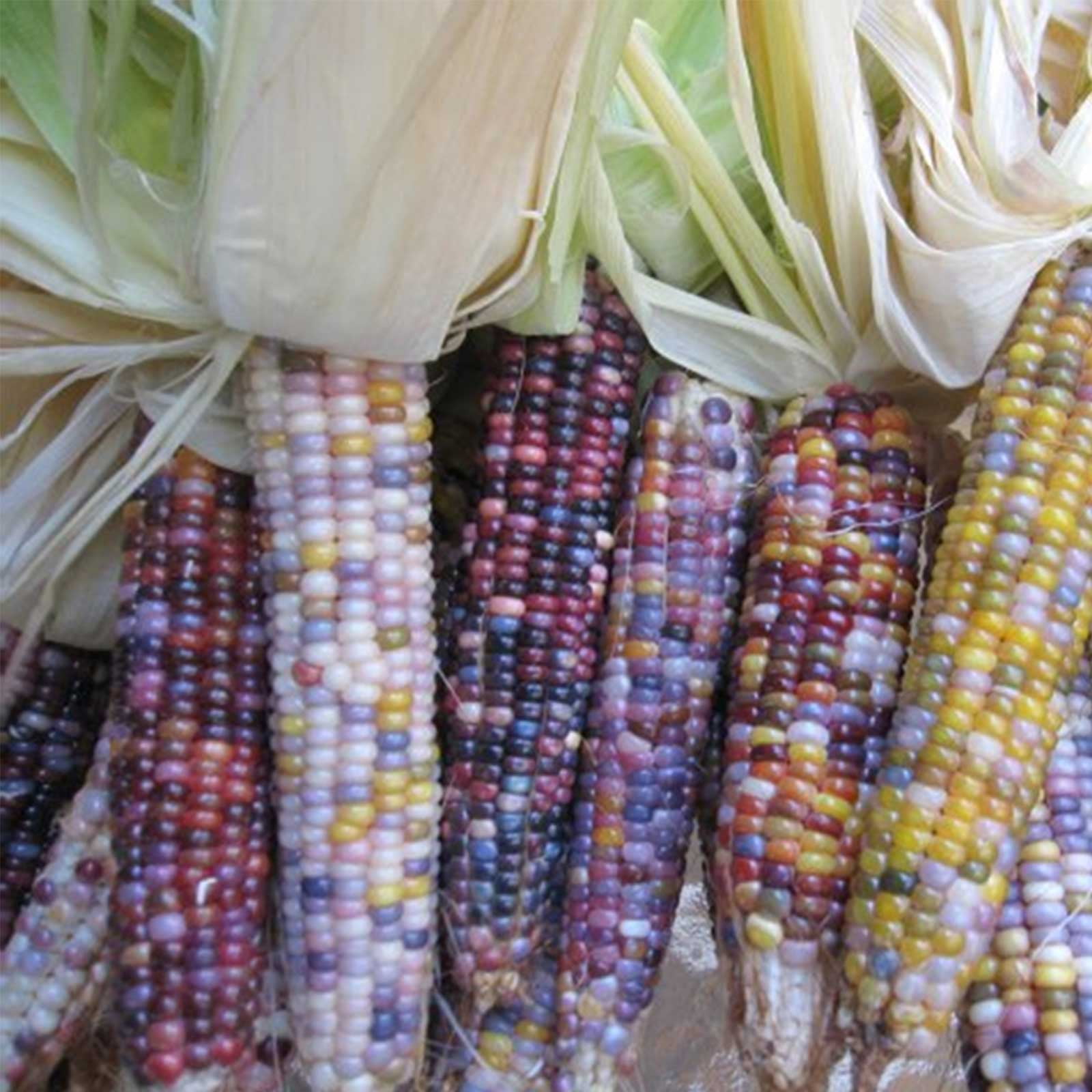 Corn Garden Seeds - Glass Gem Popcorn - 1 Lb - Non-GMO, Ornamental ...