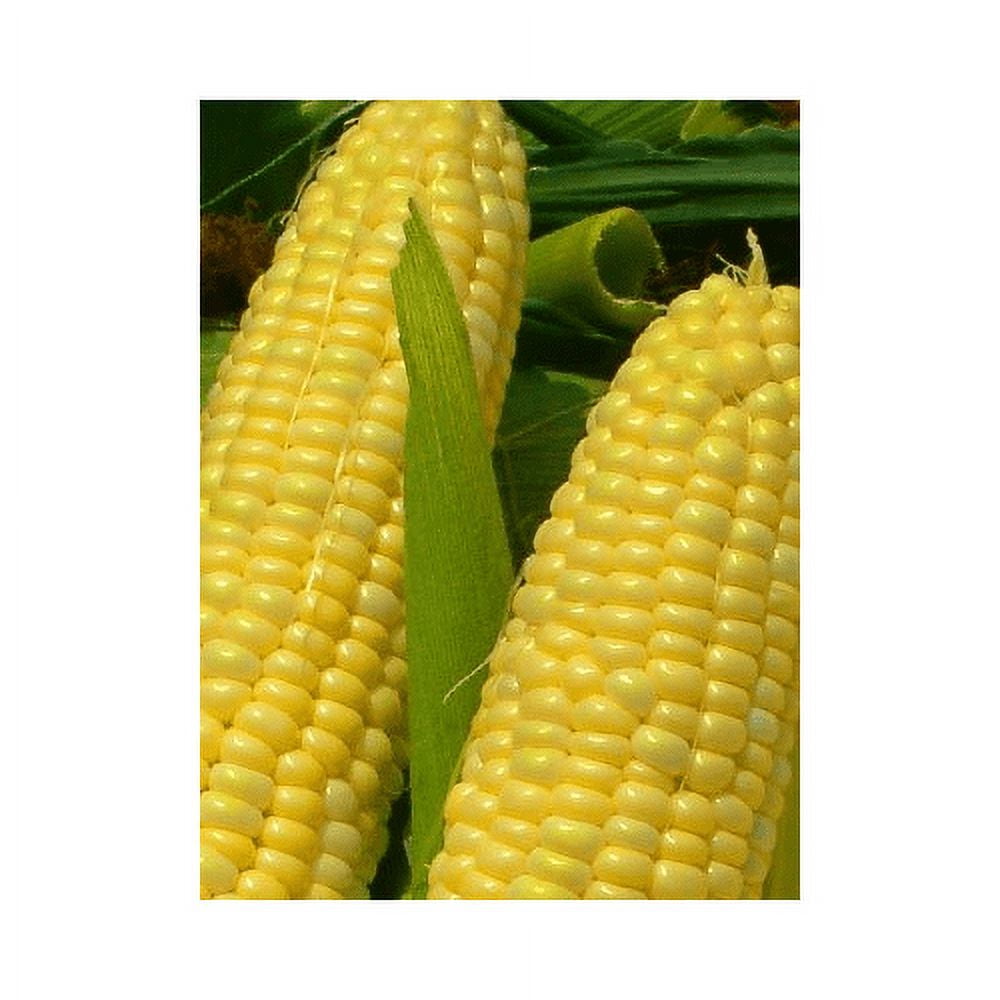 Corn Golden Bantam 8 Open Pollinated Great Heirloom Vegetable by Seed ...