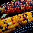 Corn, Indian Ornamental, Broom Corn, Heirloom, Non-GMO, 200 Seeds ...