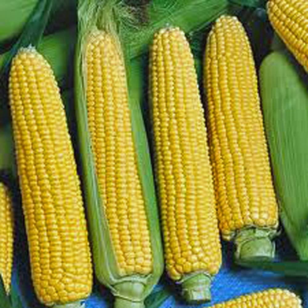 Corn Seed , Golden Beauty, Heirloom, Non-GMO,100 Seeds, Delicious ...