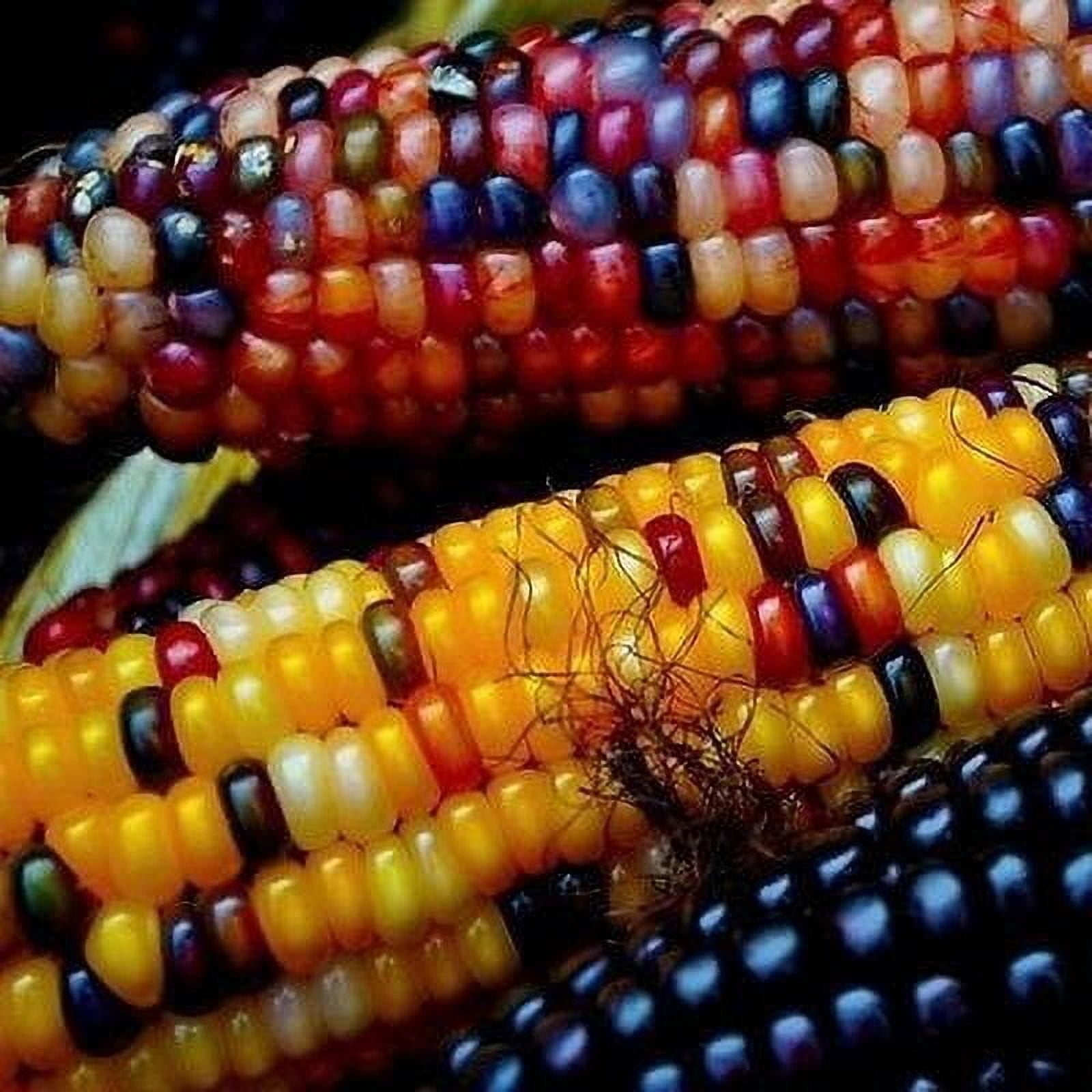 "Country Creek Corn Seeds, Indian Ornamental, 100 Seeds, Annual, 60-120 ...