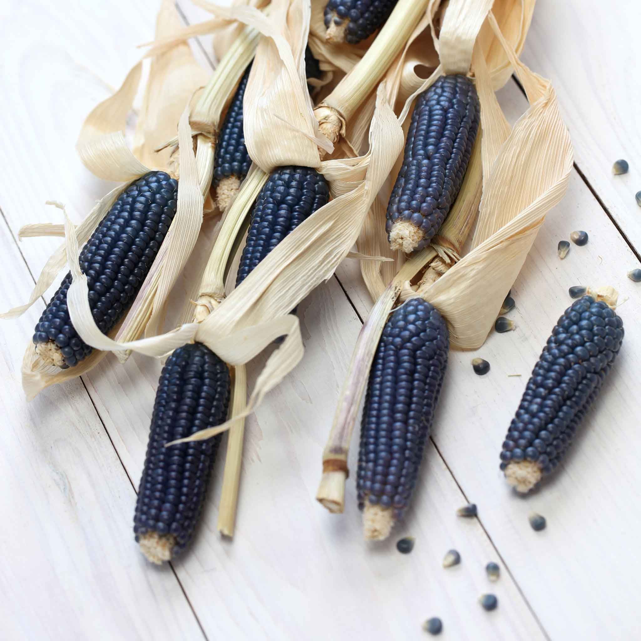 Eden Brothers Corn Seeds (Organic) - Blue Hopi - Walmart.com
