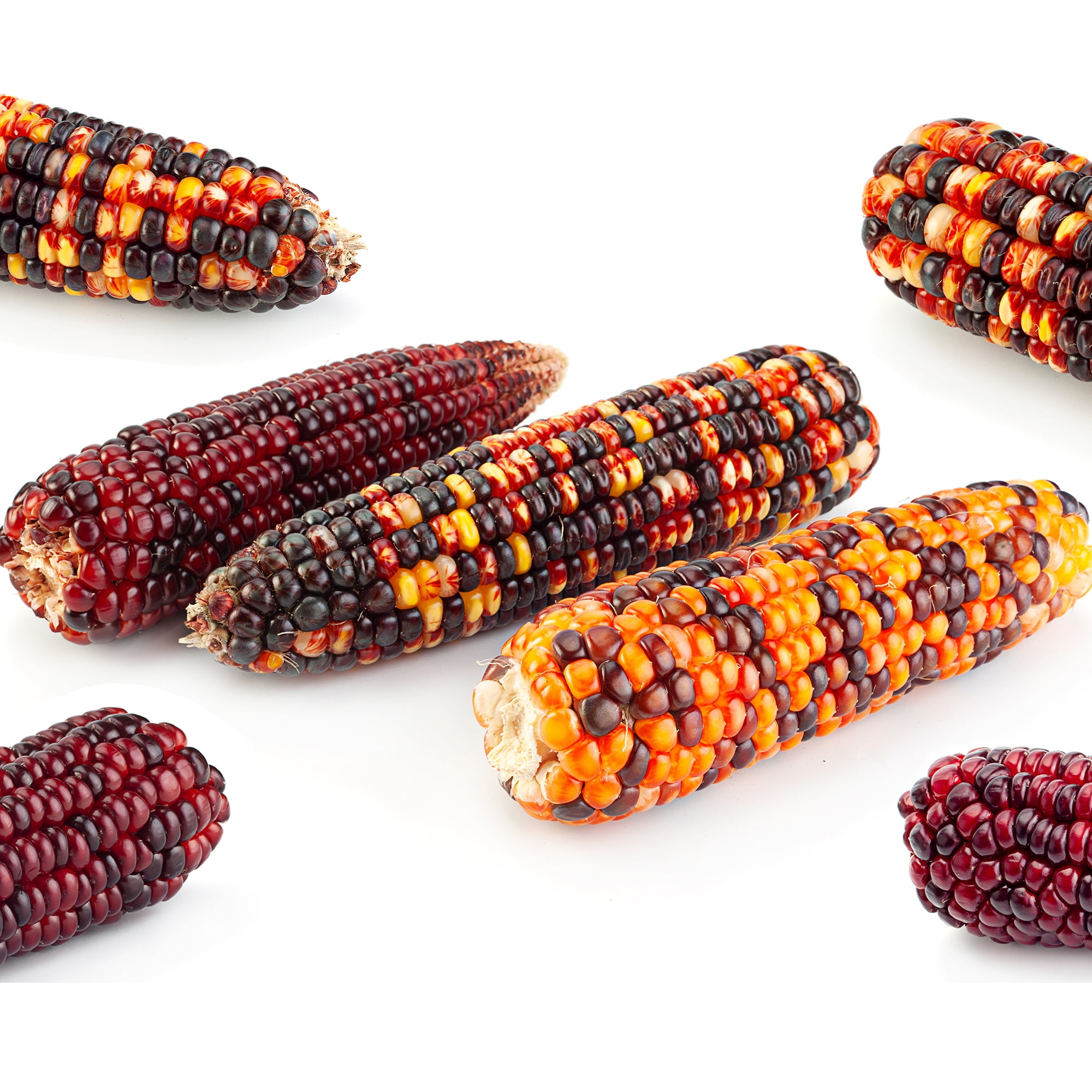 Corn Seeds - Ornamental - Rainbow (Multicolors Flint) - 1 Lb ~3,200 ...