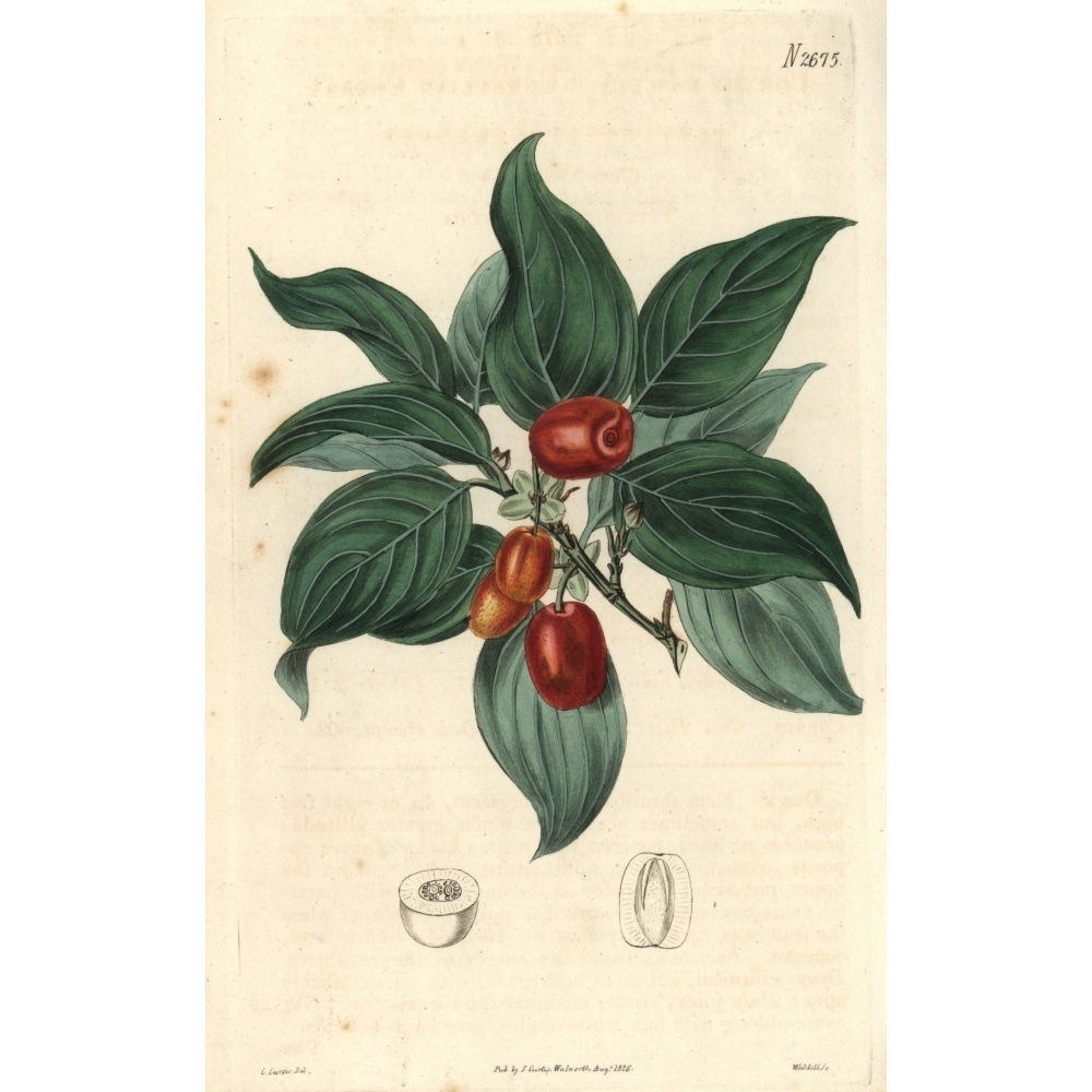 Cornelian Cherry Cornus Mascula Austrian Cherrya Poster Print By ...