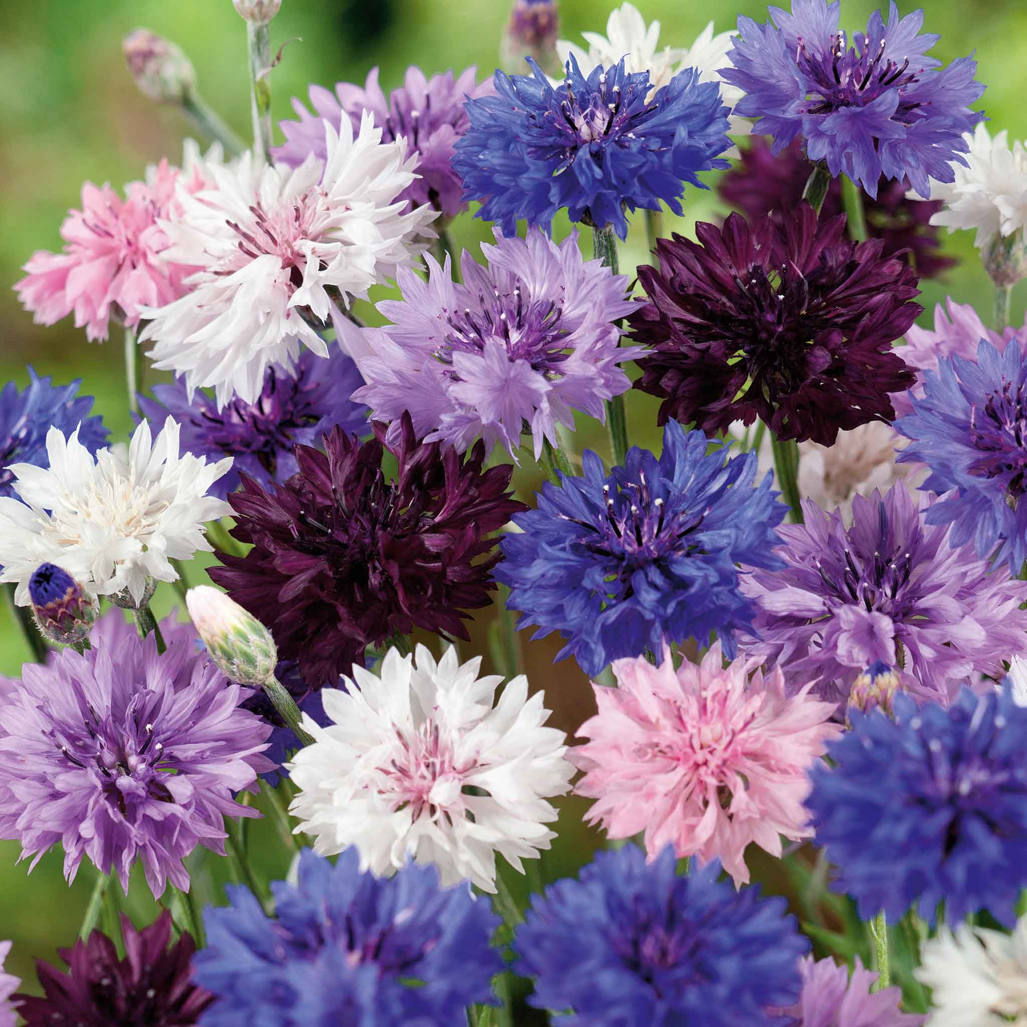 Eden Brothers Cornflower / Bachelor Button Seeds - Tall Mix - Walmart.com