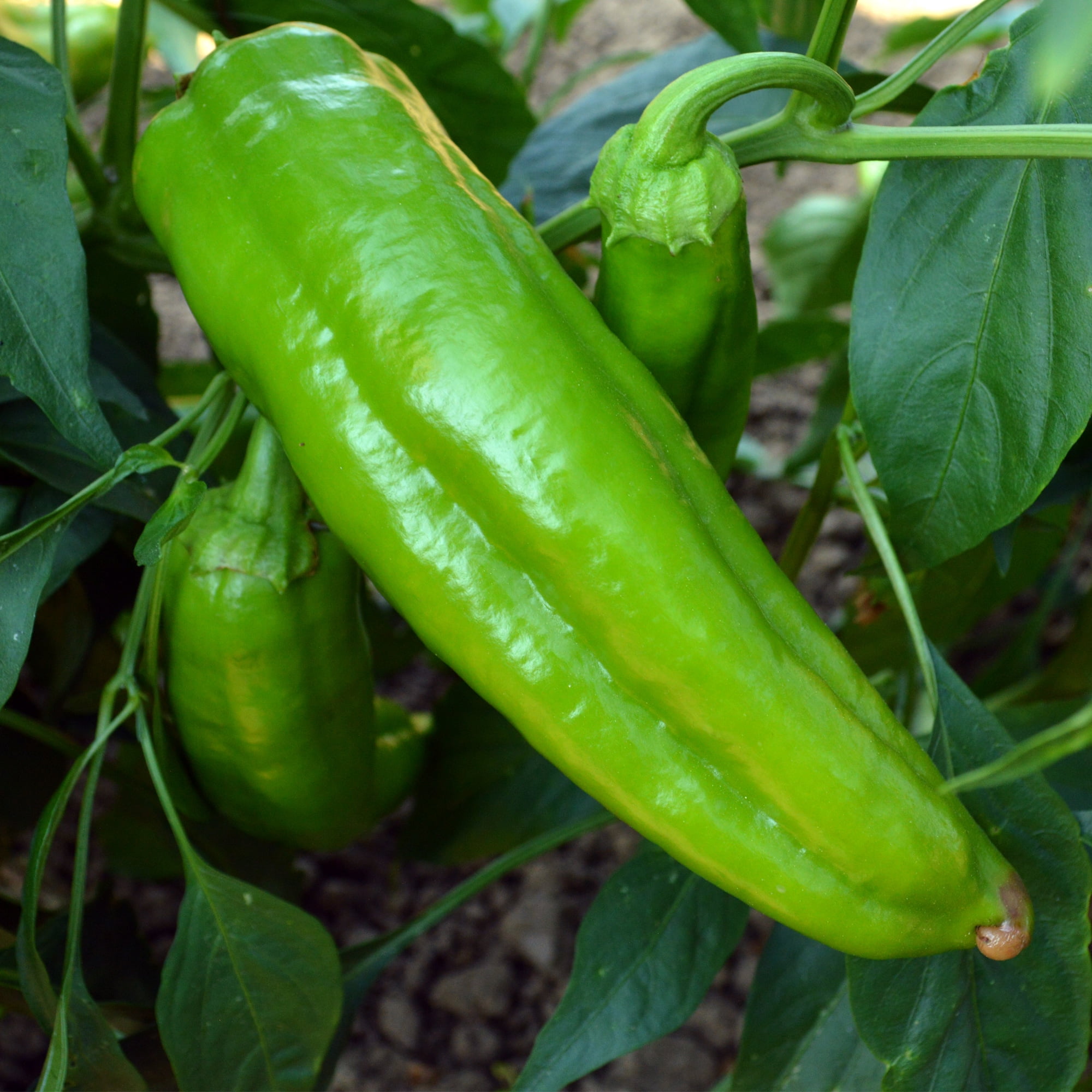 Corno Di Toro - Rosso Sweet Pepper Seeds - 1 Oz ~5000 Seeds - Non-GMO ...