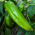 Mountain Valley Seed Company ~50 Corno Di Toro Sweet Pepper Seeds, Non ...