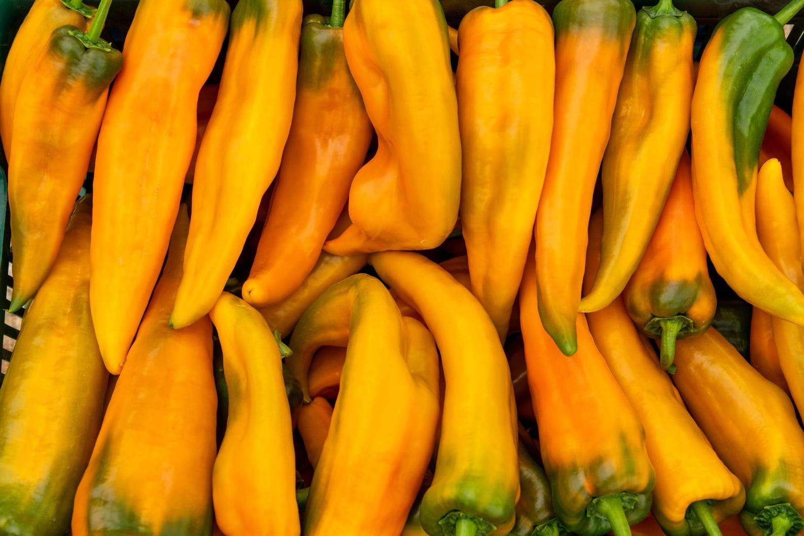 Corno di Toro Giallo Bulls Horn Yellow Sweet Chile Heirloom Pepper ...