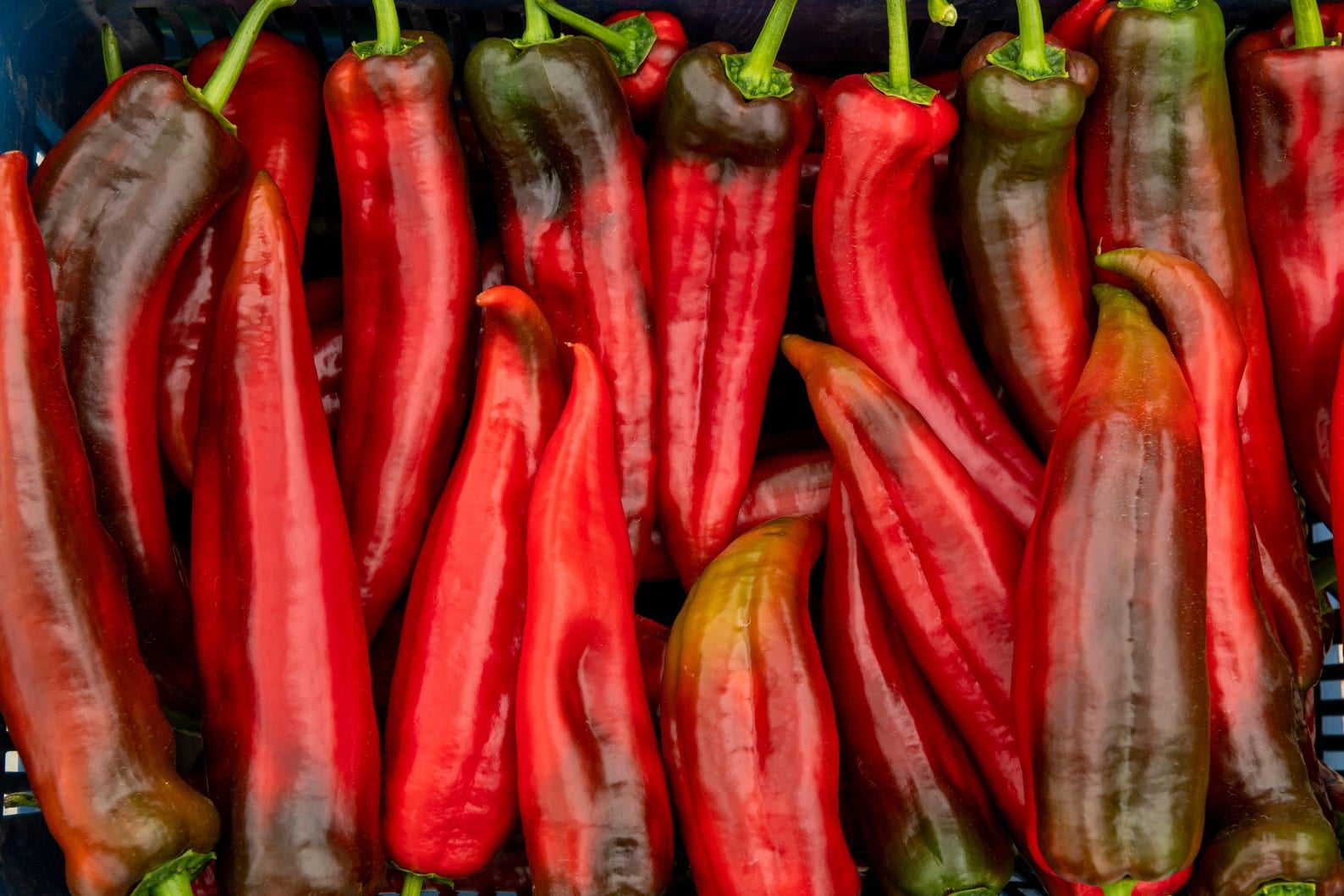 Corno di Toro Rosso Bulls Horn Red Sweet Chile Heirloom Pepper Seeds ...