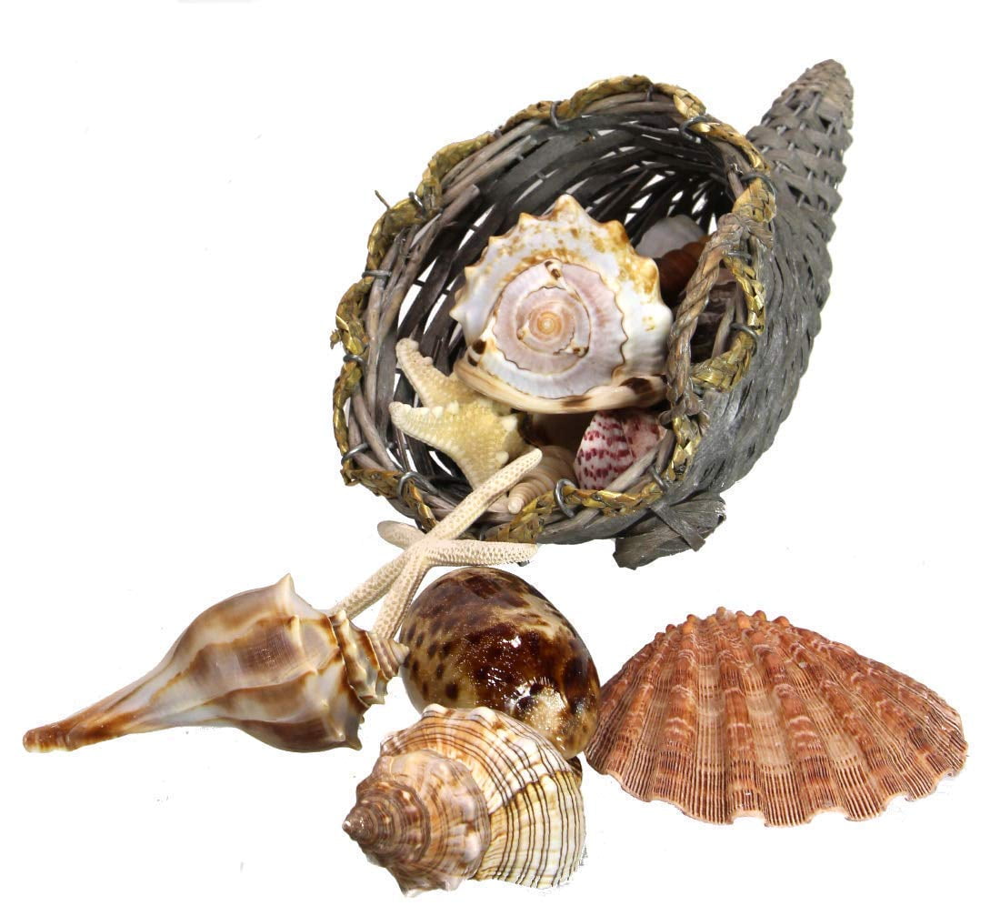 Cornucopia Basket - Seashell Harvest, Nautical Thanksgiving/Christmas ...