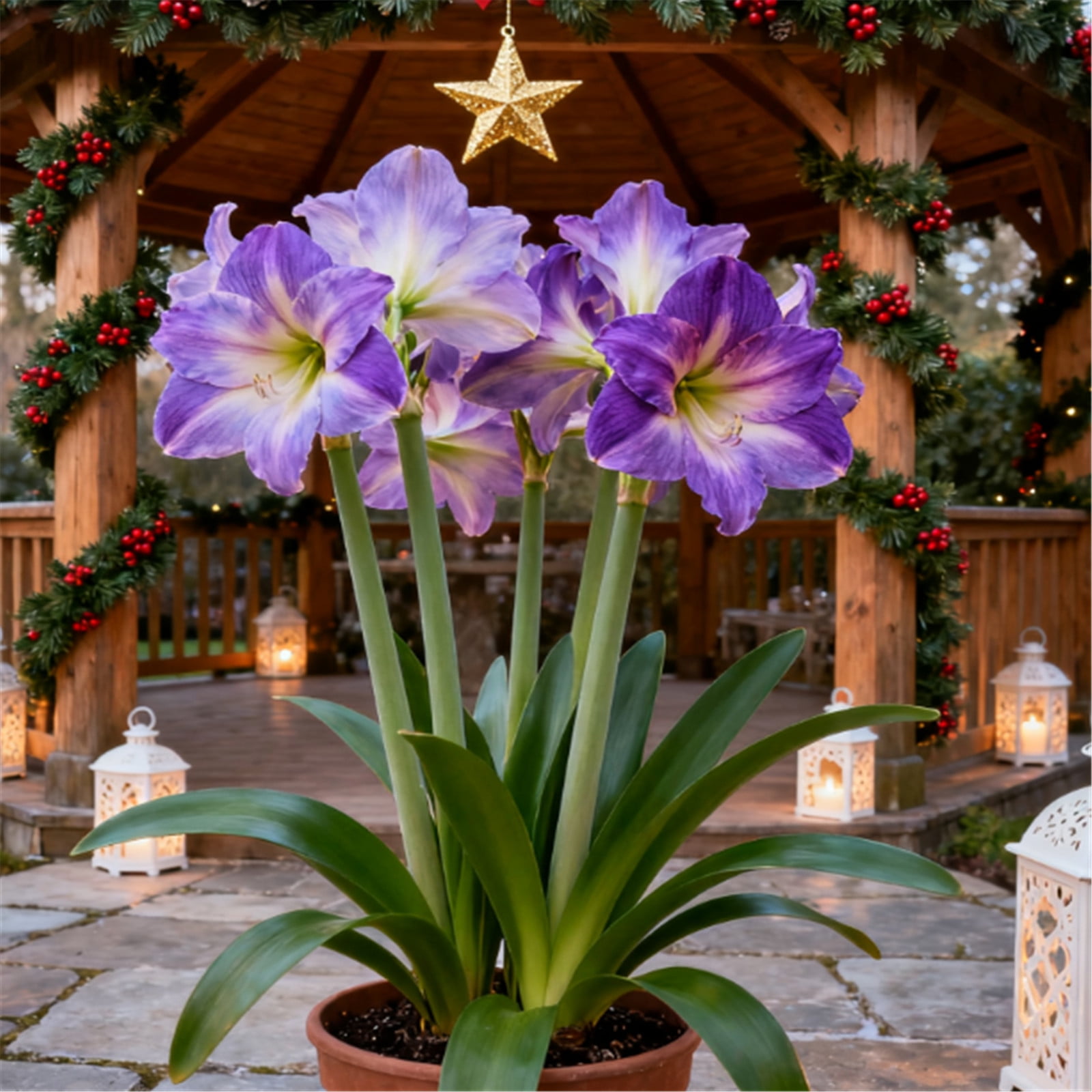 Corona de Sol Rojo Amaryllis Planting Bulbs,Perennial,Ornamental,Garden ...