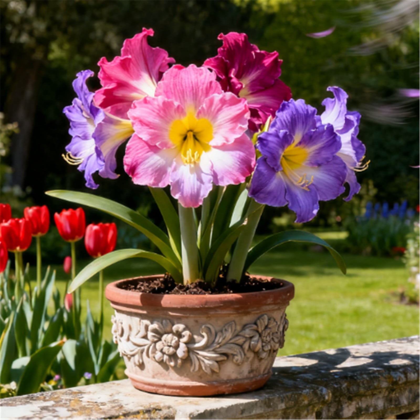 Corona de Sol Rojo Amaryllis Planting Bulbs,Perennial,Ornamental,Garden ...