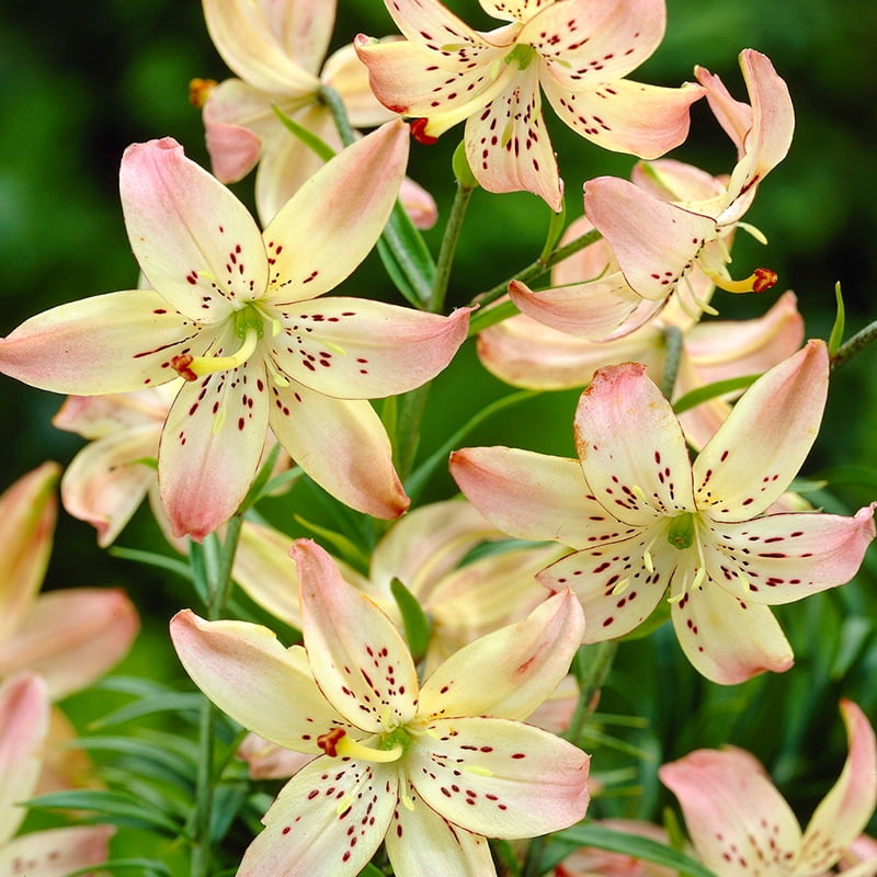 Corsage Tiger Lilies Flower Bulbs - 3 Lily Bulbs per Pack - Good as Cut ...