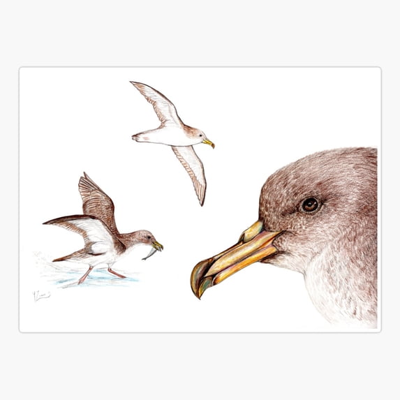 Cory Shearwater Seabird Wildlife Sticker - Walmart.com