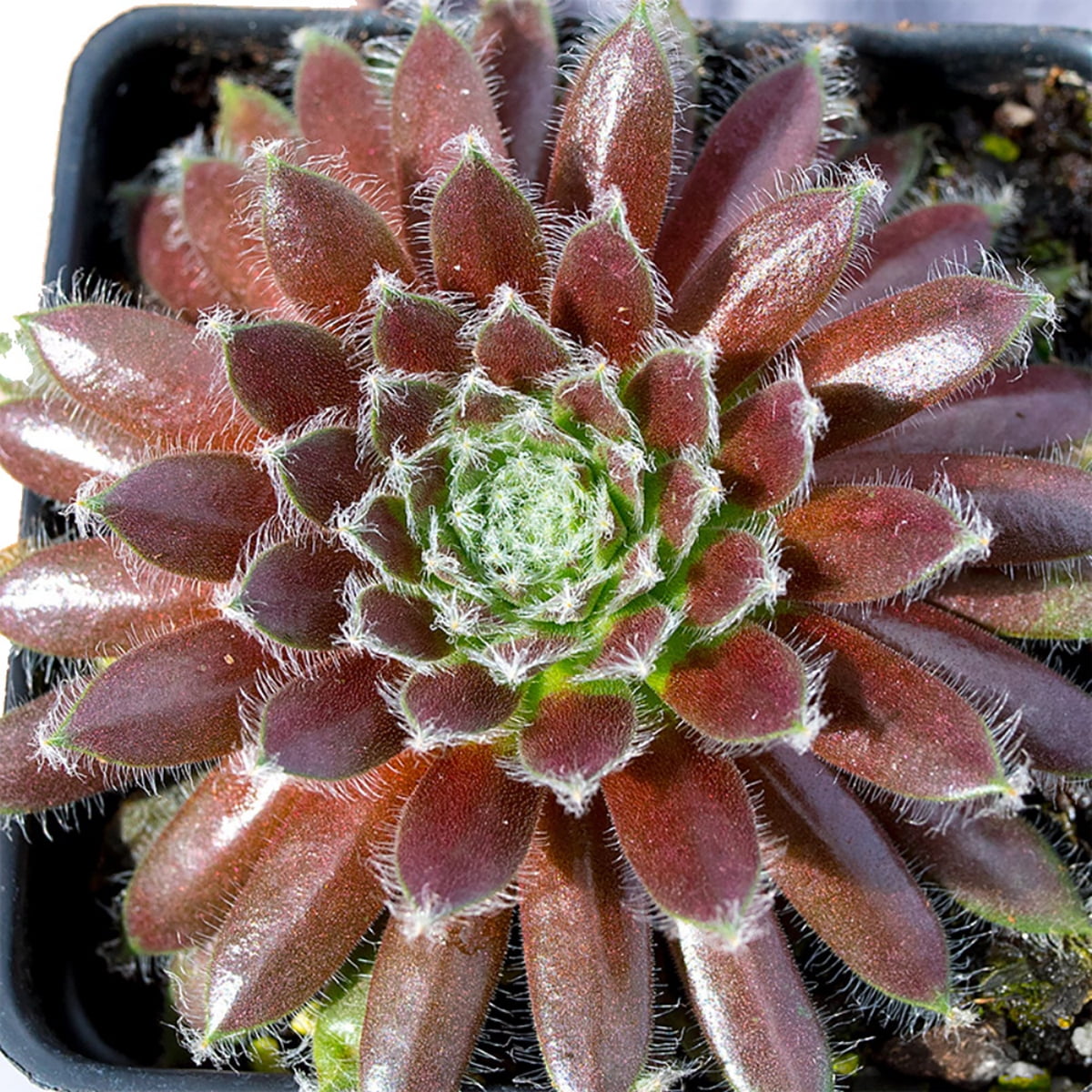 Cosmic Candy™ Hens & Chicks - Sempervivum -Indoors/Out- 3.5" Pot -Chick ...
