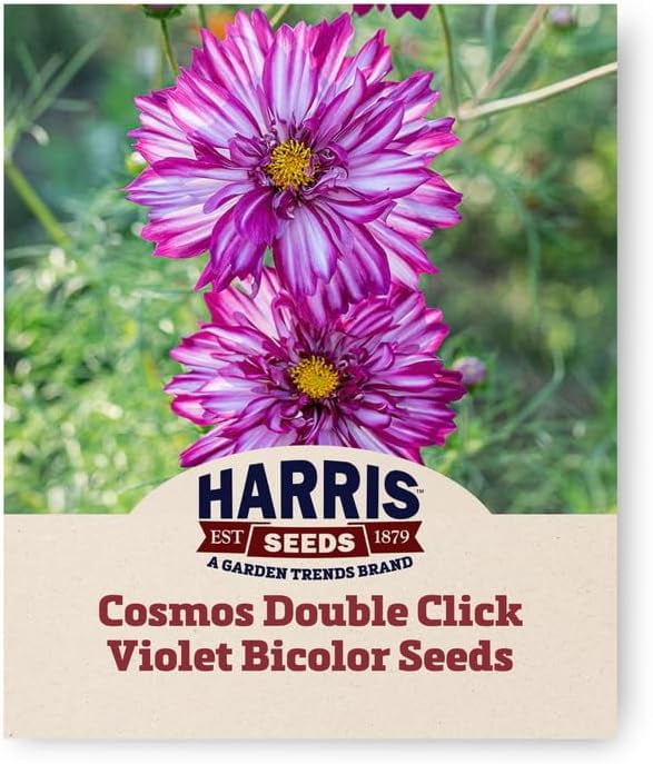 Harris Seeds - Cosmos Double Click Seeds Violet Bicolor Flowers - 250 ...
