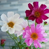 Cosmos Sea Shells Organic Seed - Walmart.com