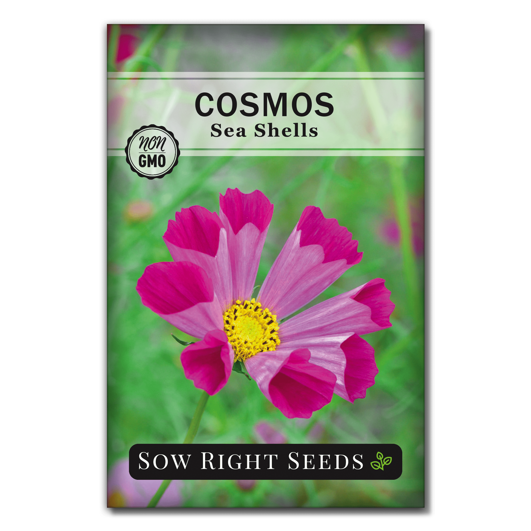 Cosmos Sea Shells Seeds - Non GMO Heirloom Varieties for Planting ...