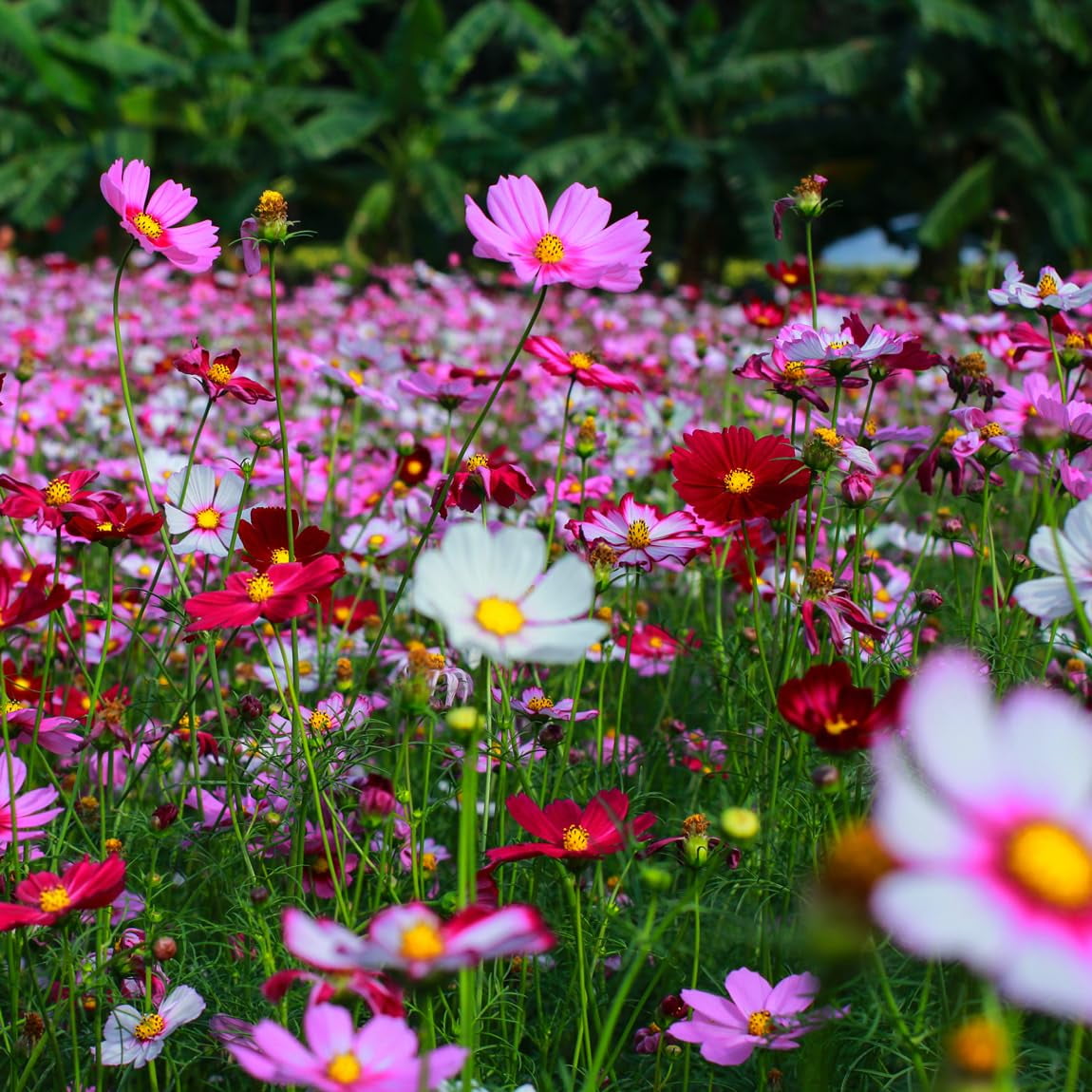 Cosmos Seeds, 6000+ Cosmos Seeds for Planting, Cosmos Flower Seeds ...