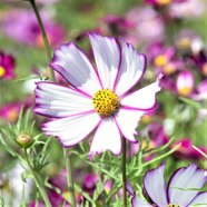 Eden Brothers Cosmos Seeds (Dwarf Early) - Sensation Mix Non-GMO Seeds ...