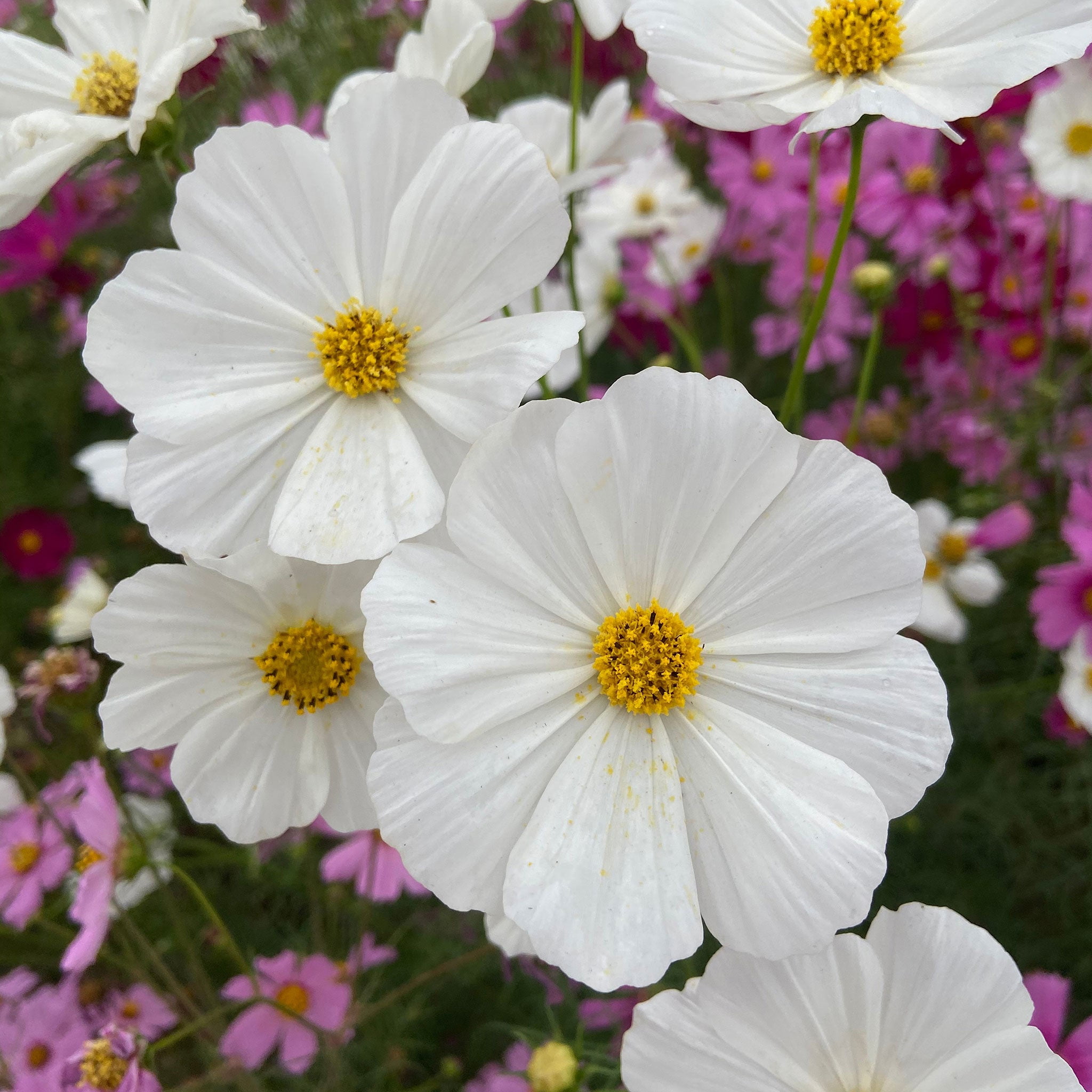 Eden Brothers Cosmos Seeds - Purity - Walmart.com