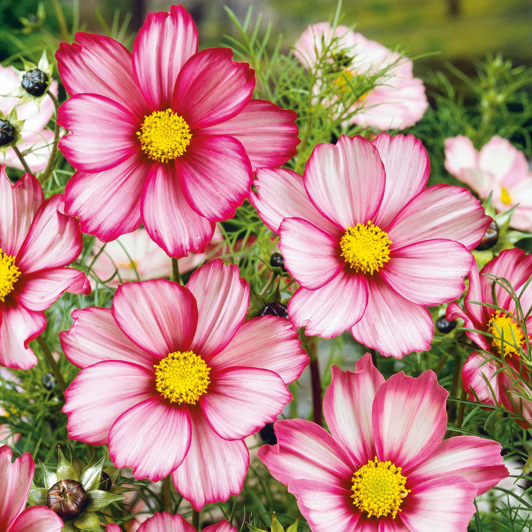 Eden Brothers Cosmos Seeds - Red Stripe - Walmart.com