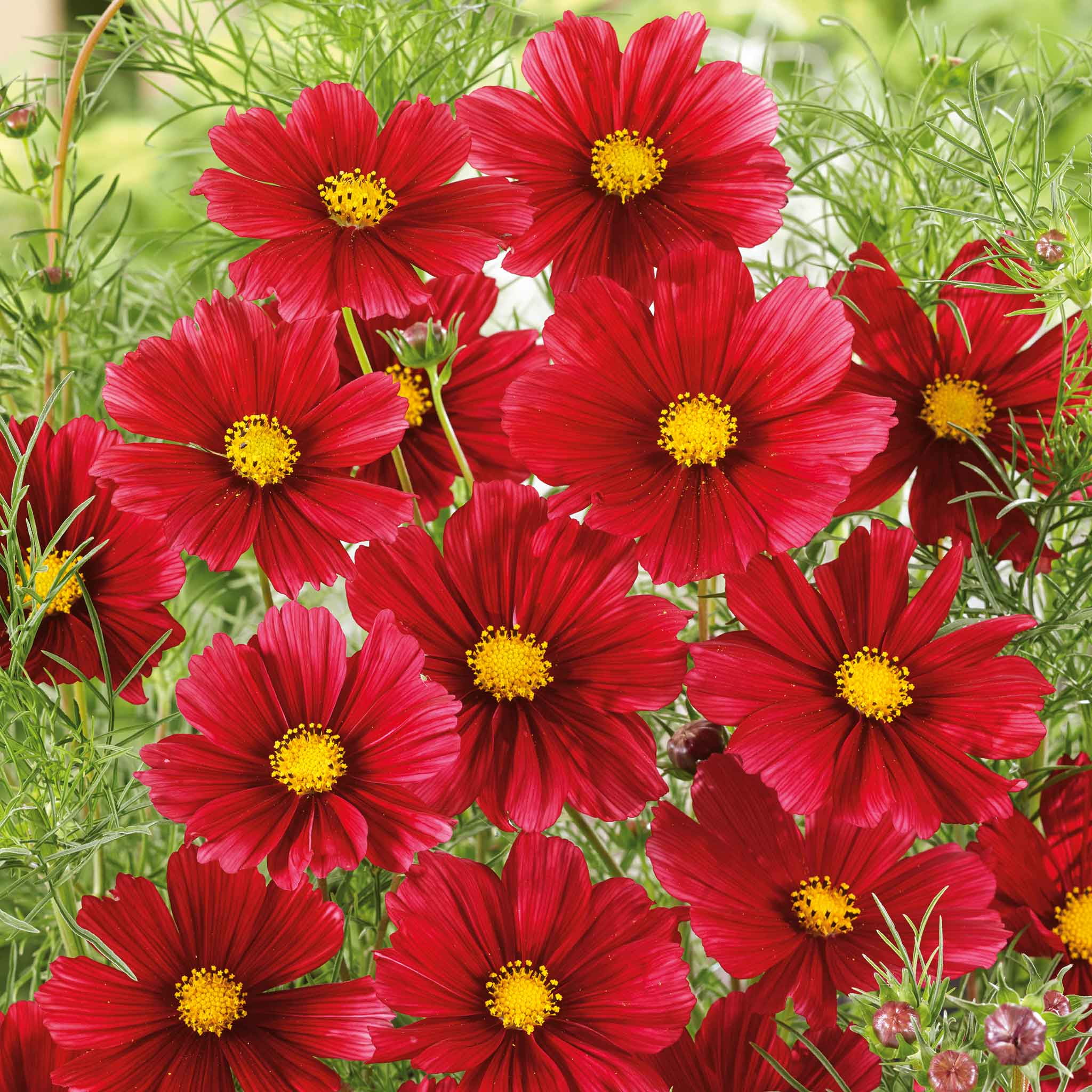 Eden Brothers Cosmos Seeds - Rubenza - Walmart.com