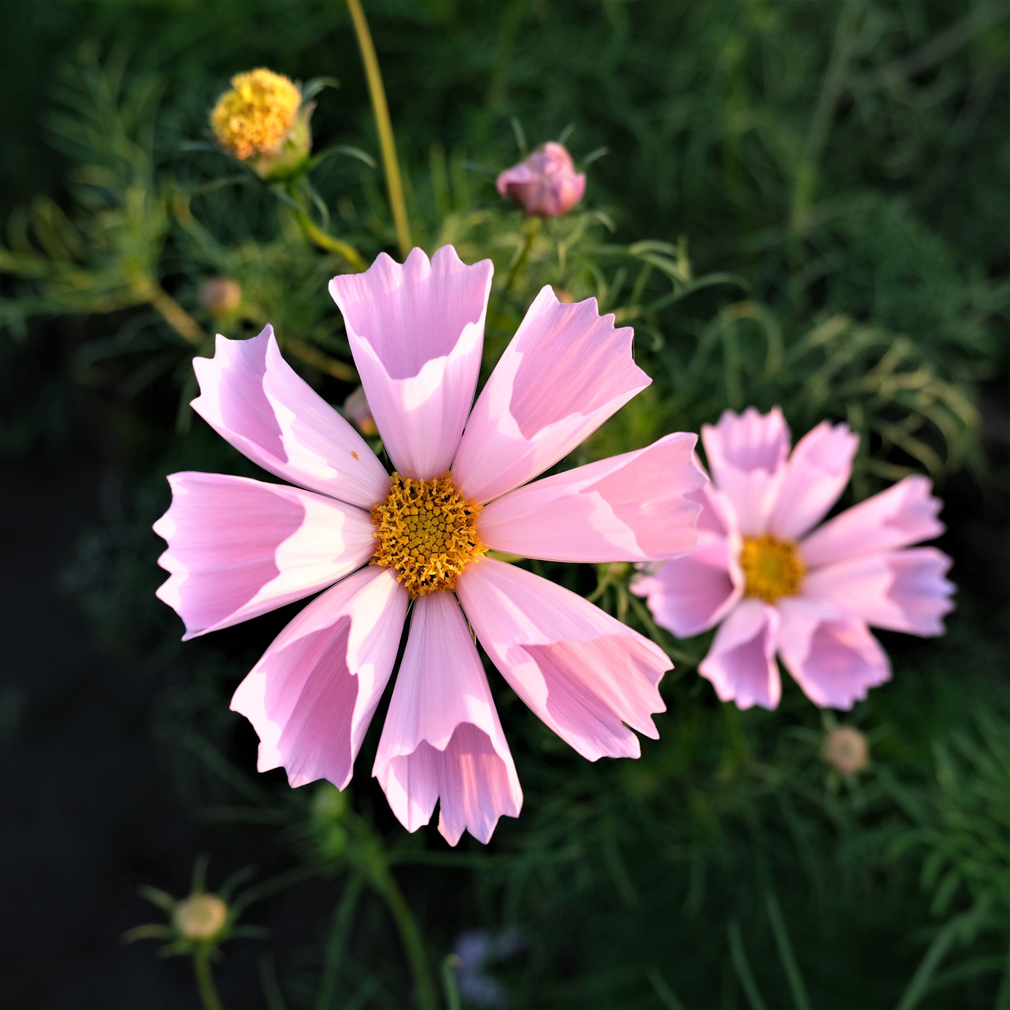 Eden Brothers Cosmos Seeds - Seashells Mix - Walmart.com