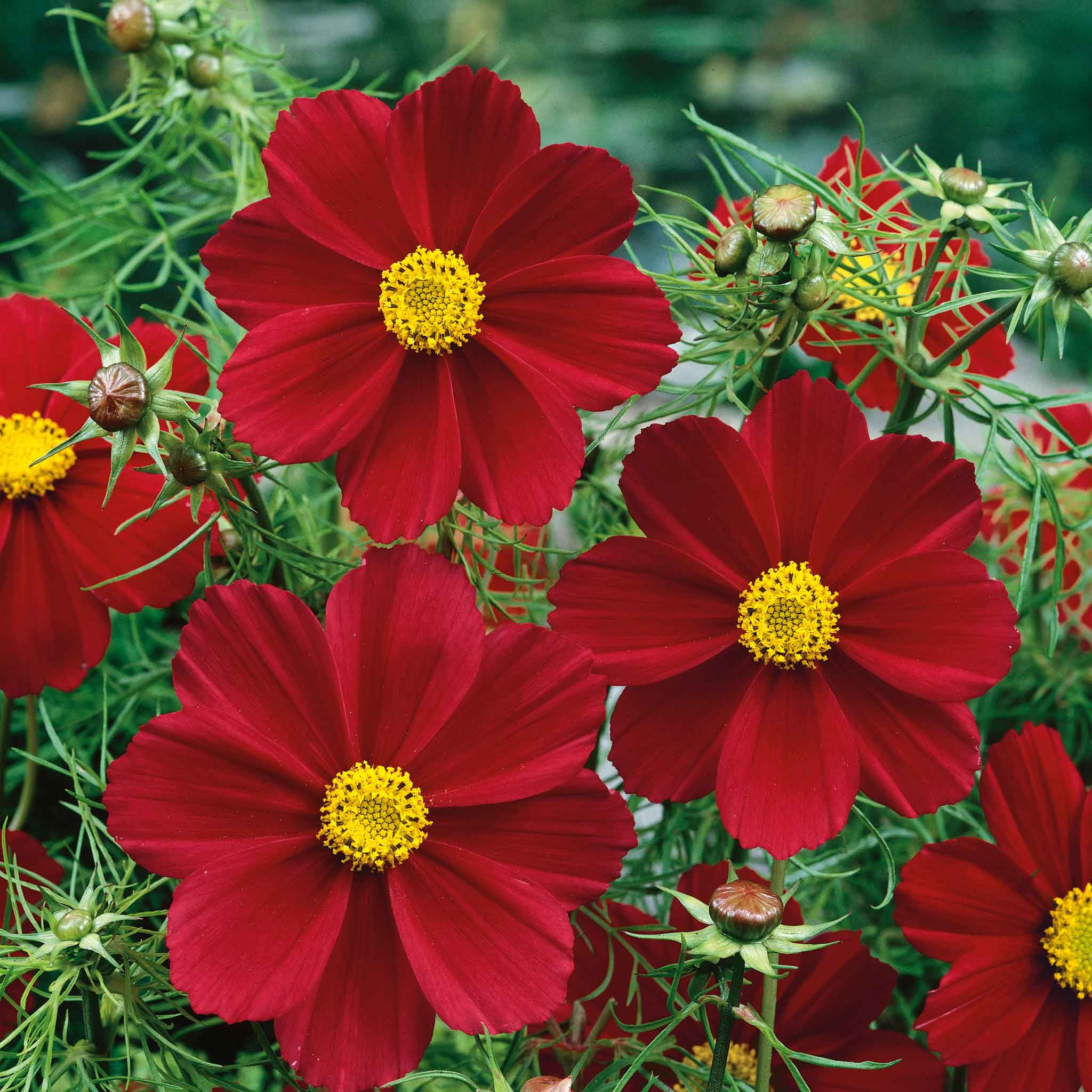 Eden Brothers Cosmos Seeds - Versailles Tetra Red - Walmart.com