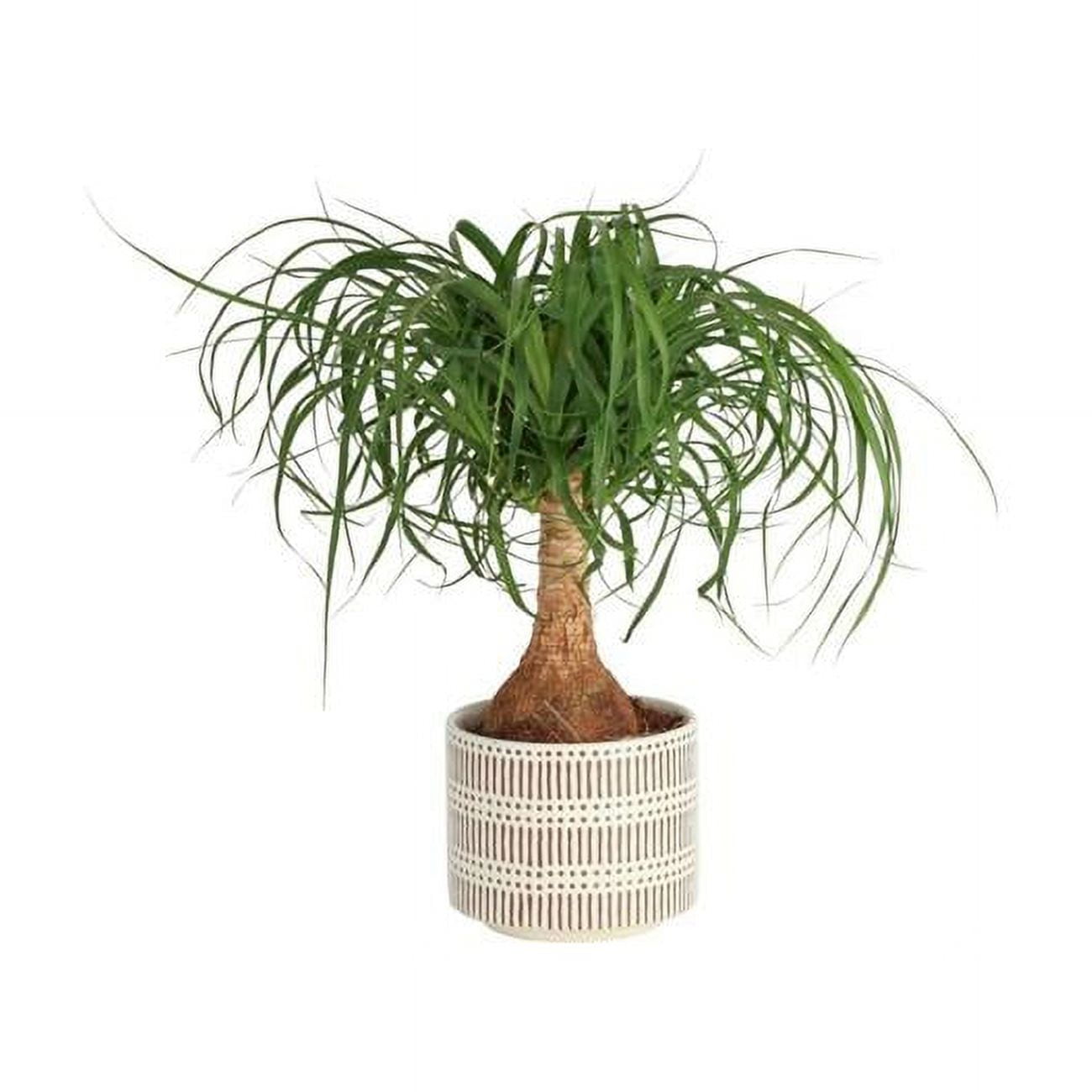 Costa 6 in. Ponytail Palm in Brown Ceramic Planter - Walmart.com
