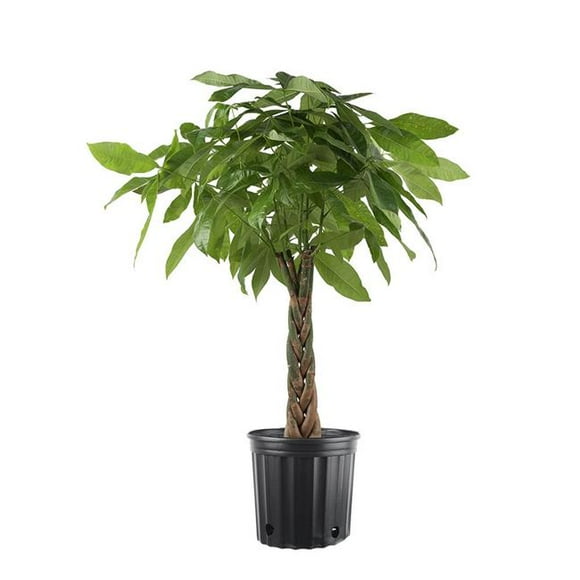 Money Tree Lowe's