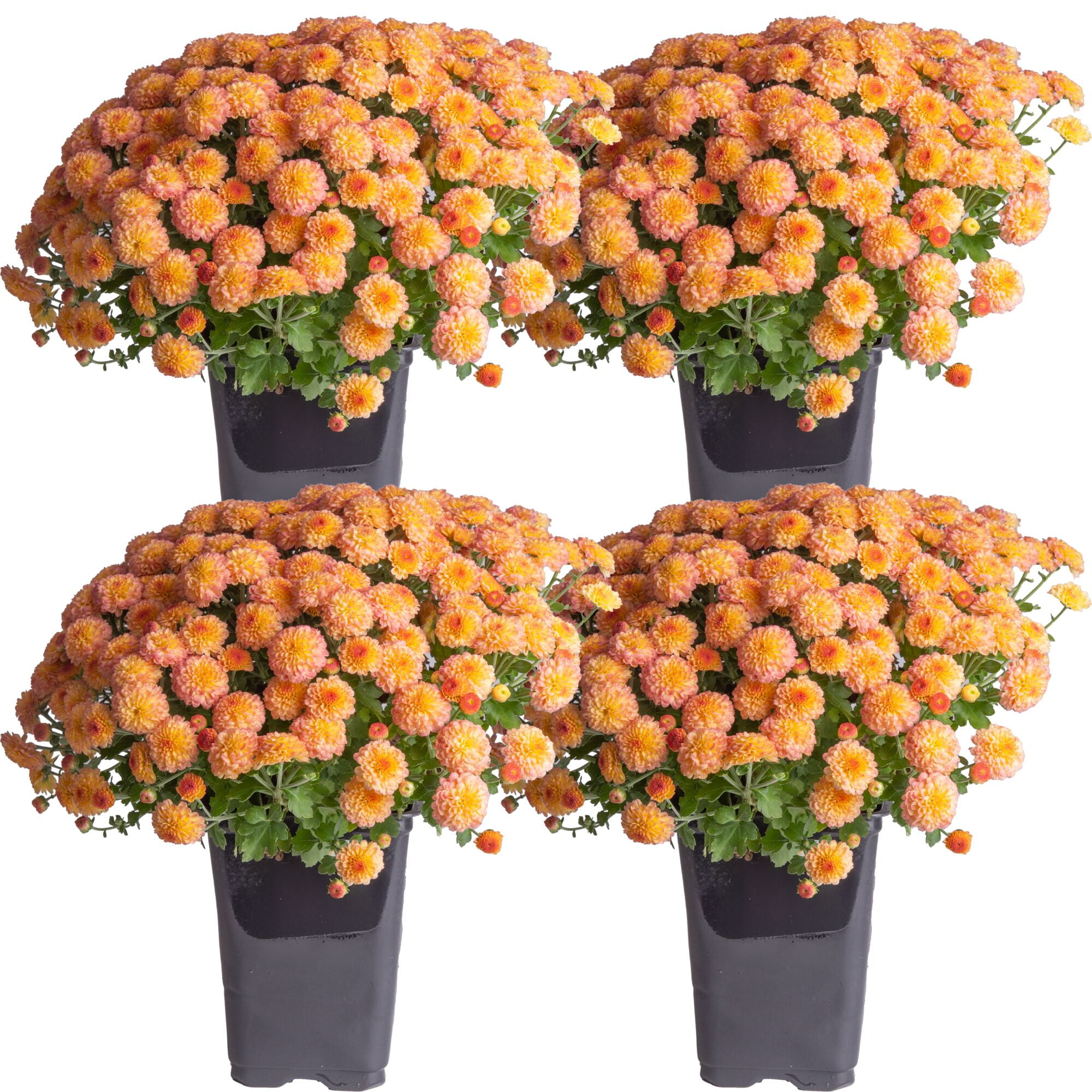 Costa Farms 1-Qt Orange Mums Chrysanthemum, Full Sun, Outdoor Live ...