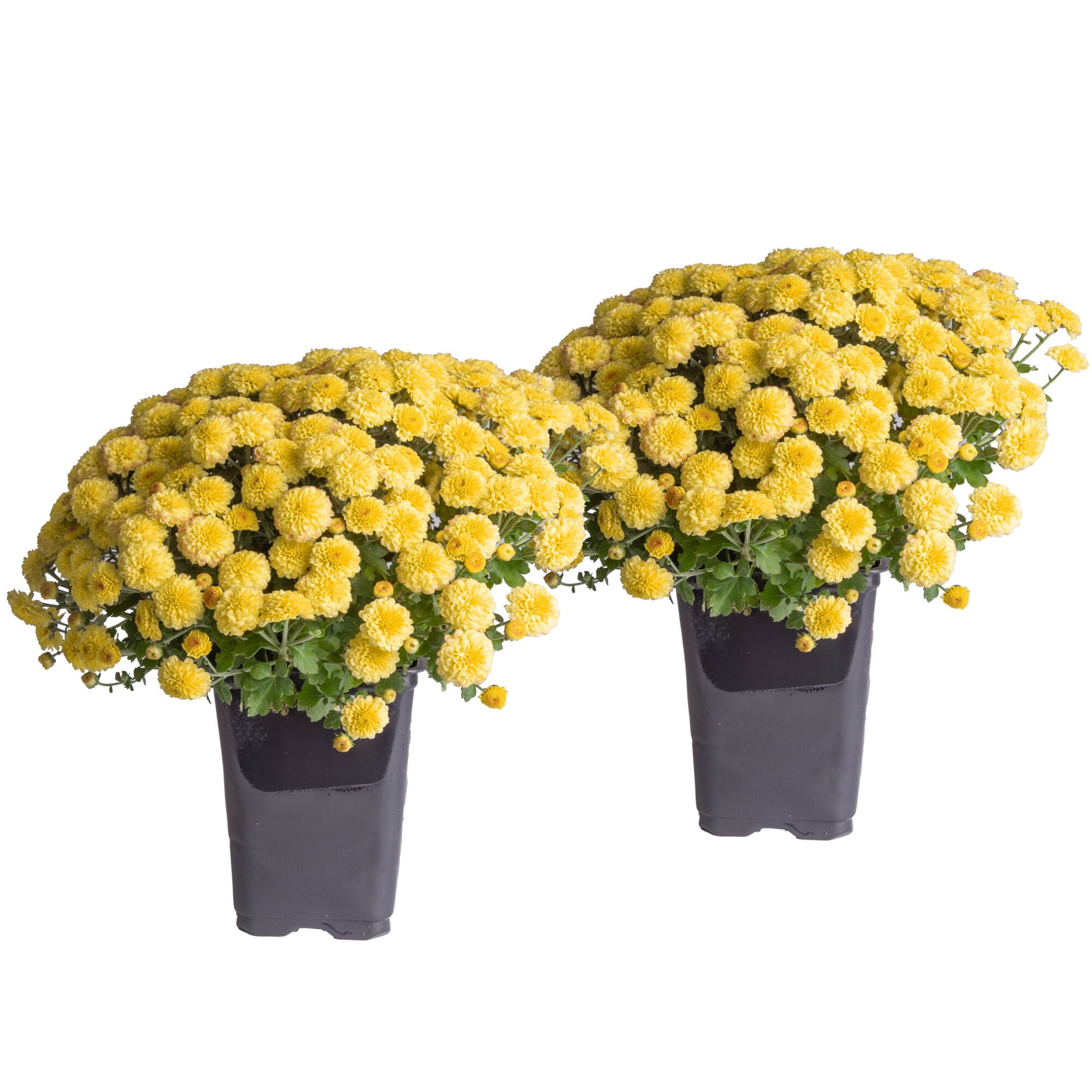 Costa Farms 1-Qt Yellow Mums Chrysanthemum, Full Sun, Outdoor Live ...