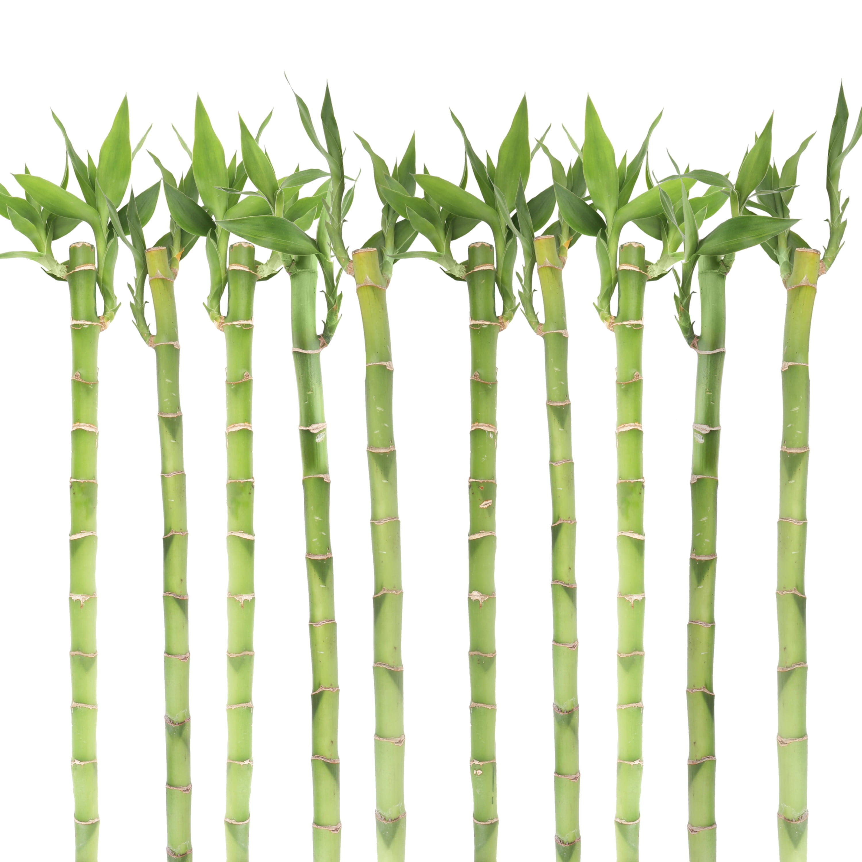 Costa Farms 10" Lucky Bamboo Stalks, Low Indirect Sunlight, Indoor Live ...