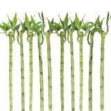 Costa Farms 10" Lucky Bamboo Stalks, Low Indirect Sunlight, Indoor Live ...