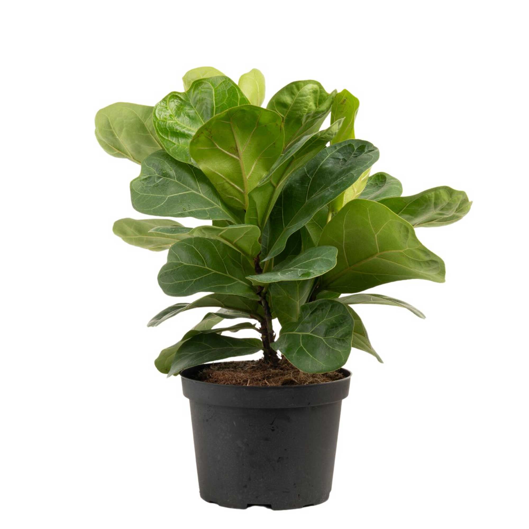 Costa Farms 10" Fiddle Leaf Fig Live Plants in 5" Grower Pot - Walmart.com