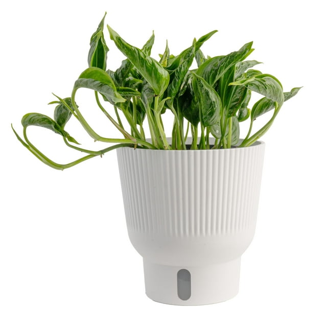 Costa Farms 10" Tall Pothos Shangri-La, Bright Indirect Sunlight ...