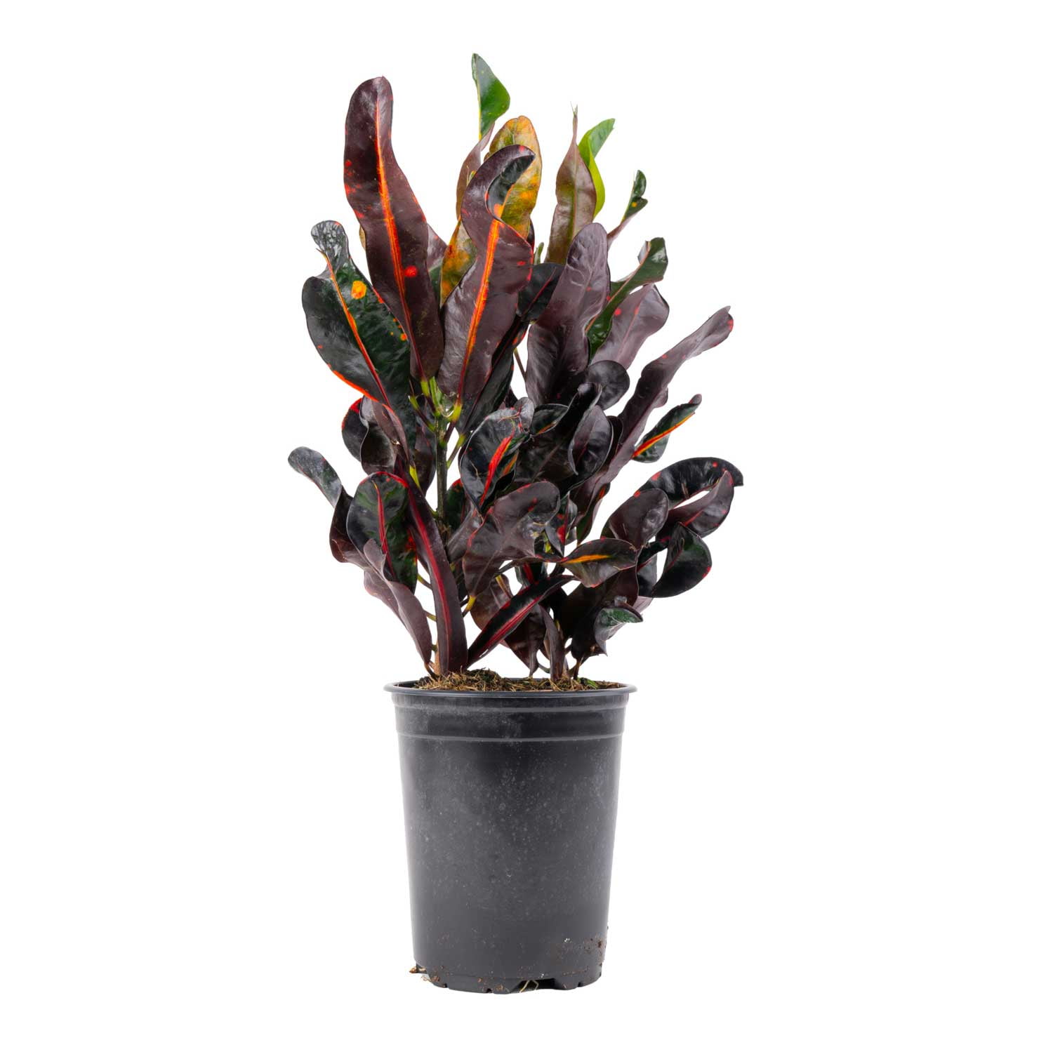 Costa Farms 12-16" Tall Croton Mammy, Bright Direct Sunlight, Indoor ...