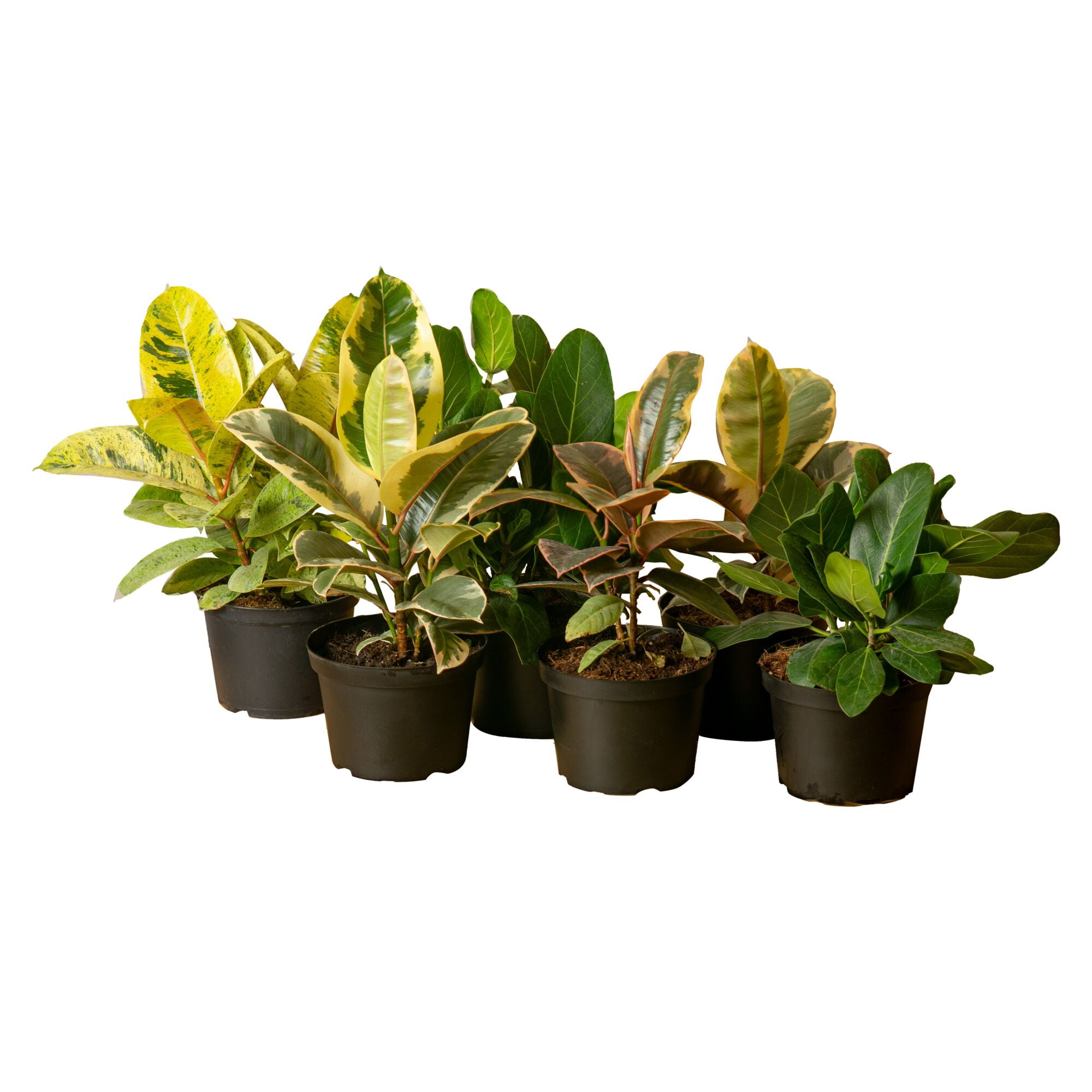 Costa Farms 12" Tall, Ficus Grower's Choice Bright Indirect Sunlight ...